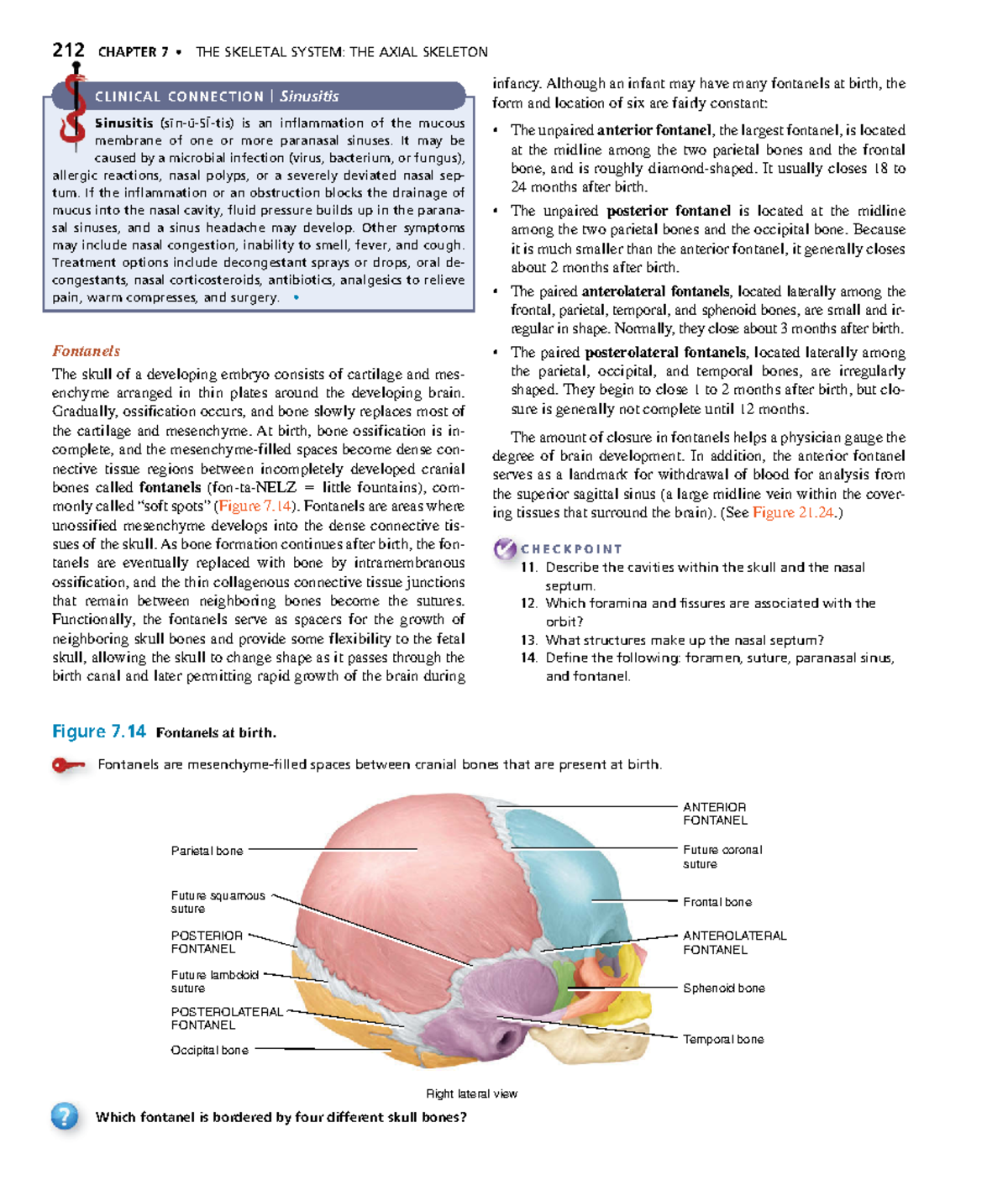 Anatomyand Physiology-82 - 212 CHAPTER 7 • THE SKELETAL SYSTEM: THE ...