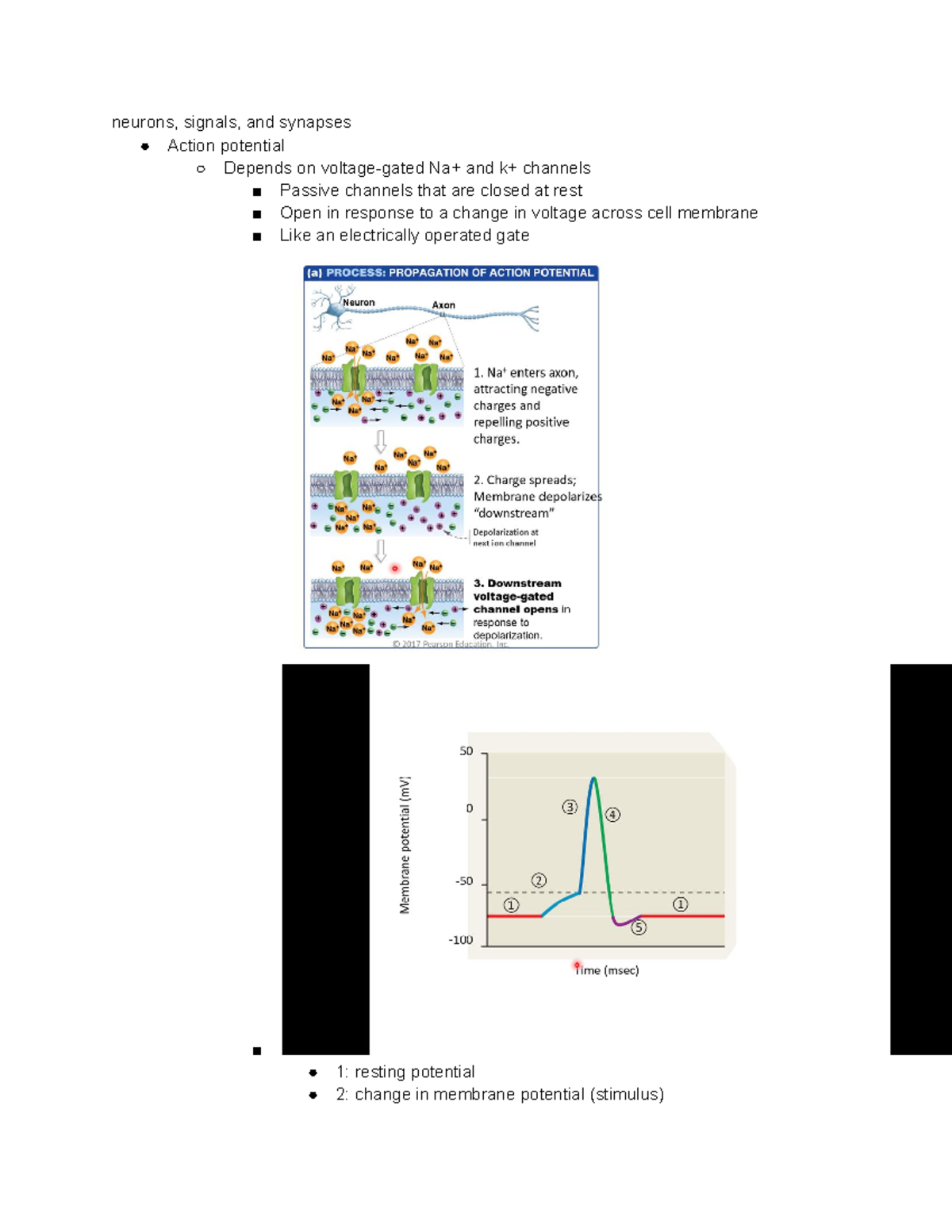 Neurons, signals, and synapses - Studocu
