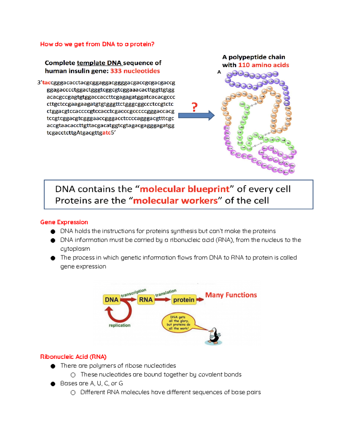 Chapter 13 Gene Expression and Regulation - How do we get from DNA to a ...