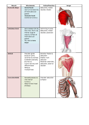 Final Ligament Table - JHBKJLKM - Joints of the shoulder region ...