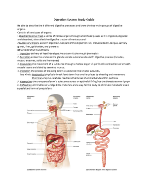 Respiratory System Study Guide - RESPORATORY SYSTEM STUDY GUIDE Be able ...