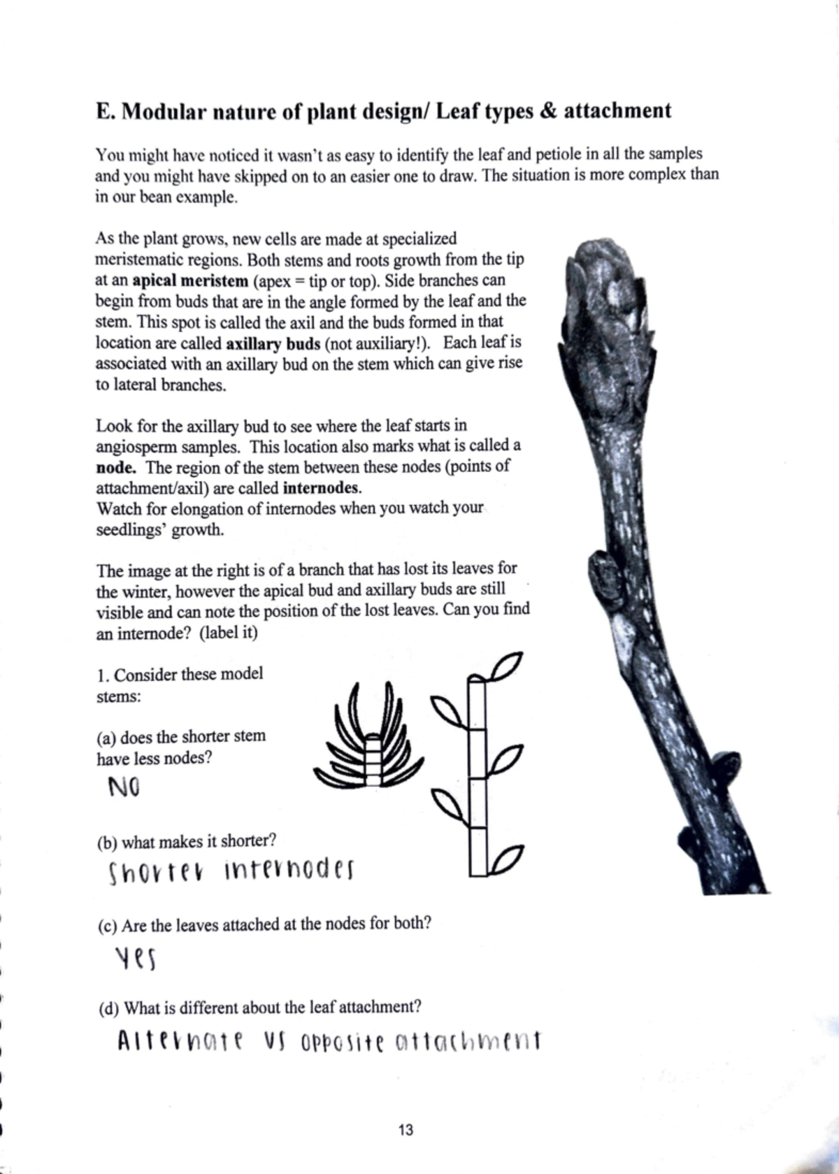 Lab 1: Plant Structures - E. Modular nature of plant design/ Leaf types ...