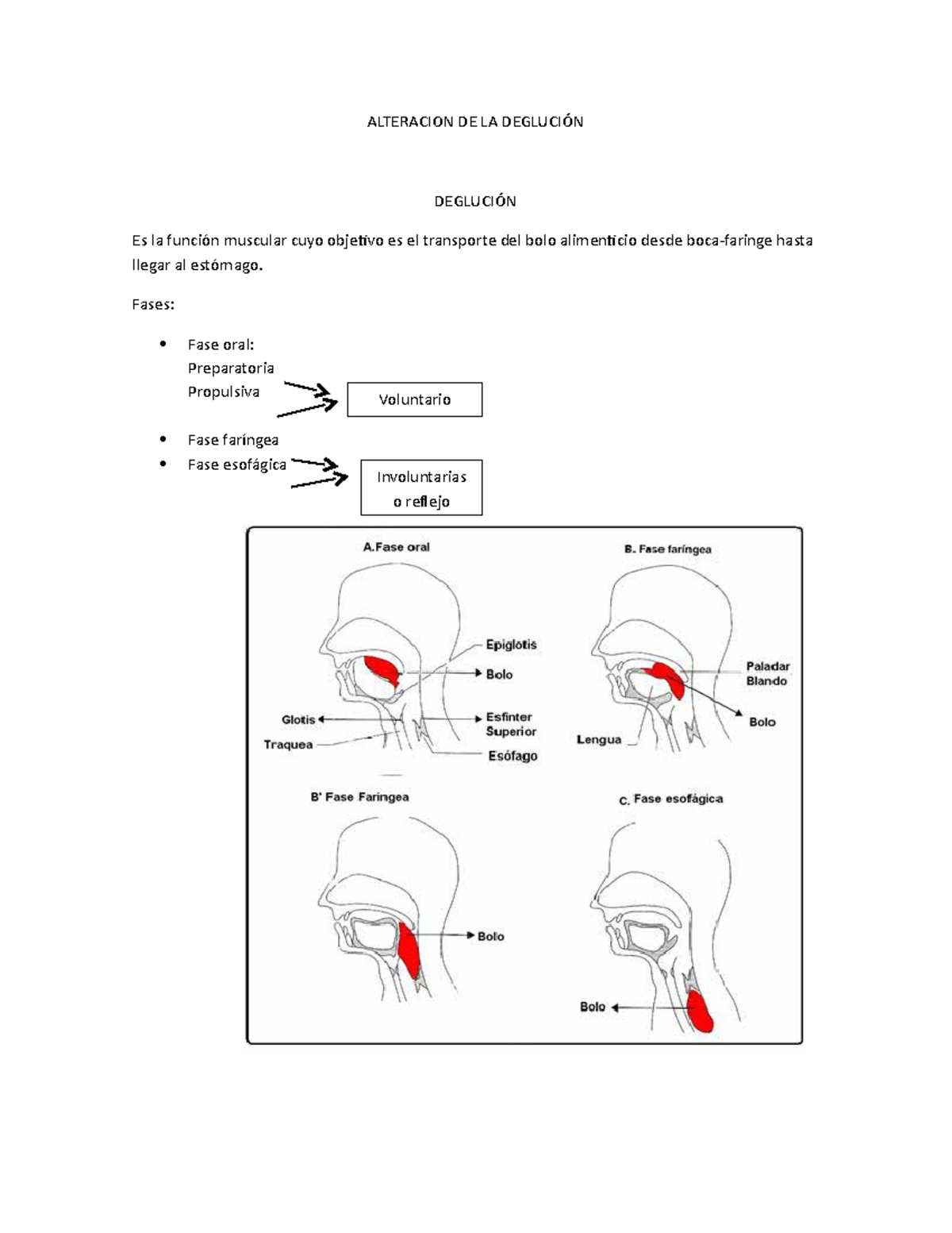 Alteracion DE LA Deglución - ALTERACION DE LA DEGLUCIÓN DEGLUCIÓN Es la ...