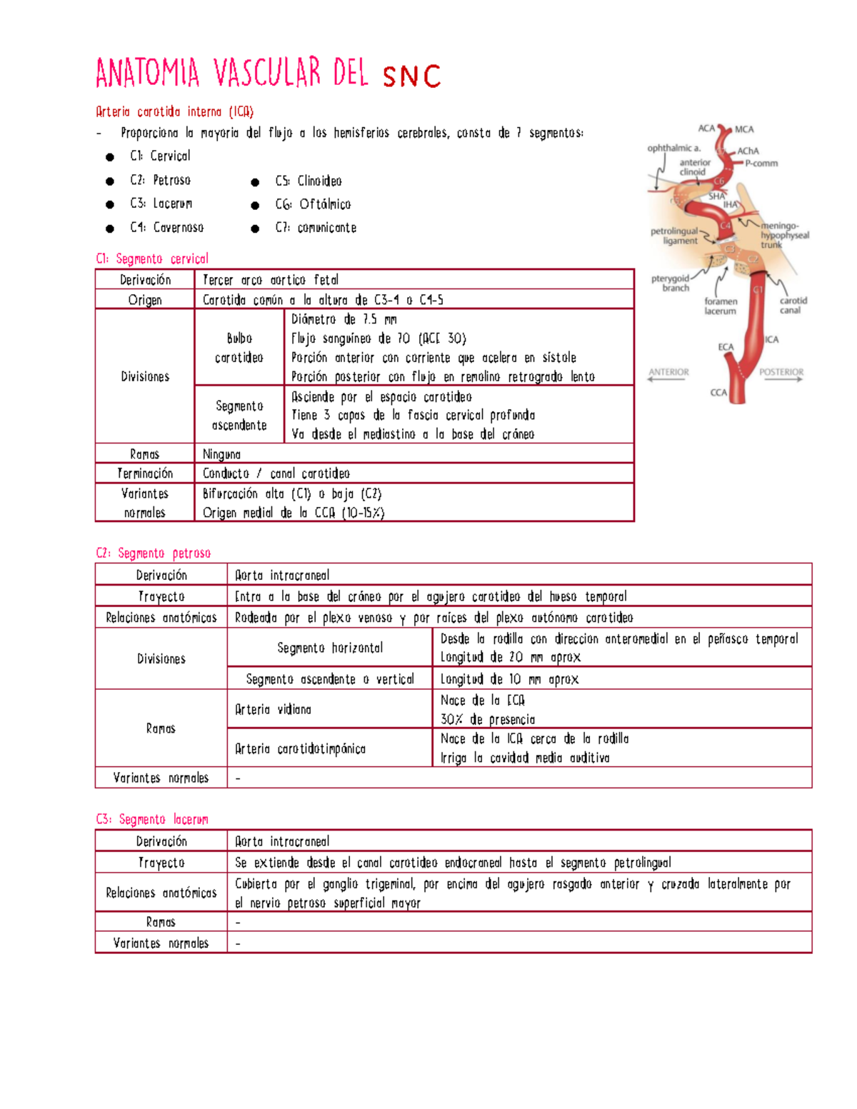 Arteria carotida interna - Studocu