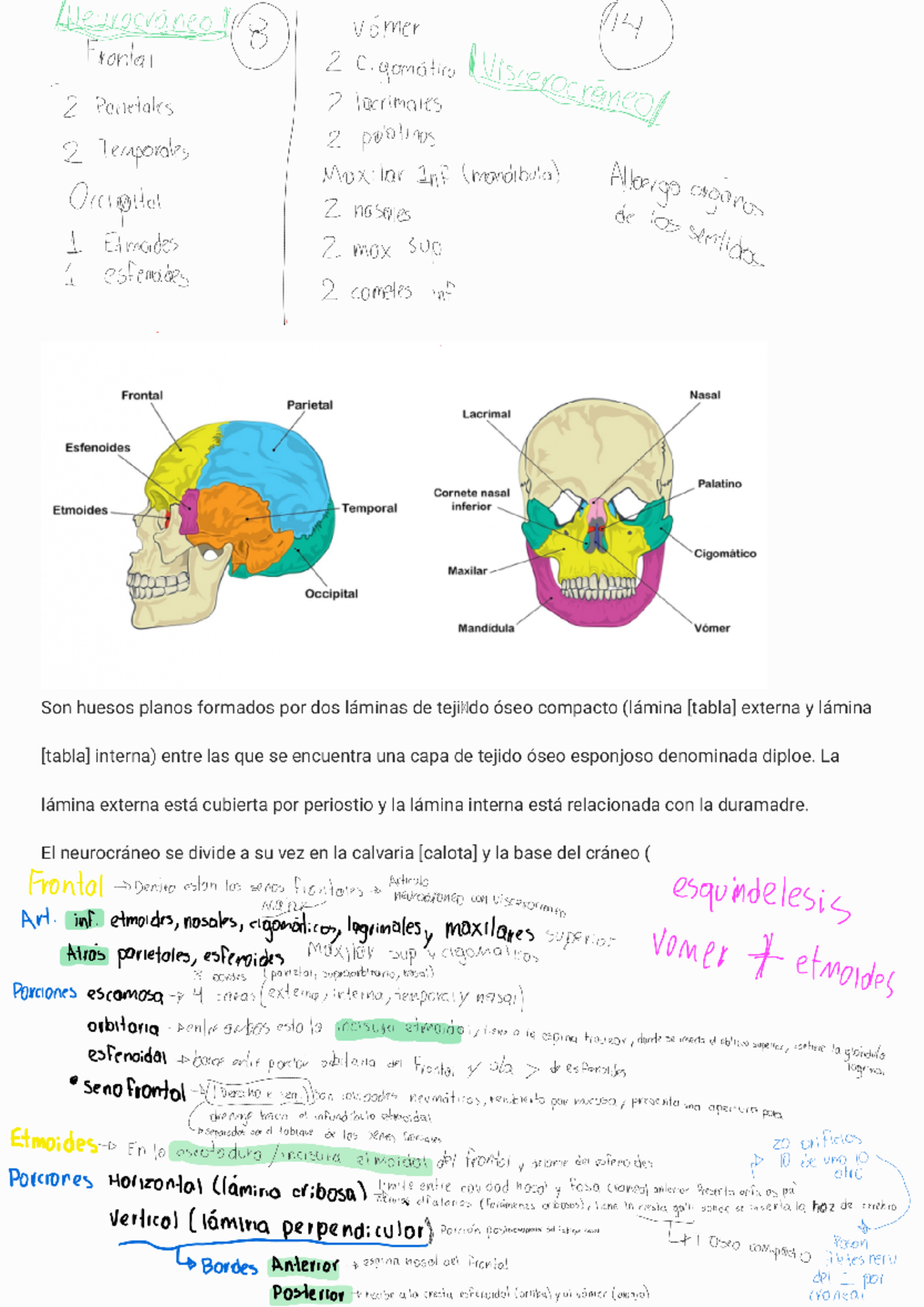 Base del cráneo y Neurocraneo 231121 151731 - Anatomía - Studocu