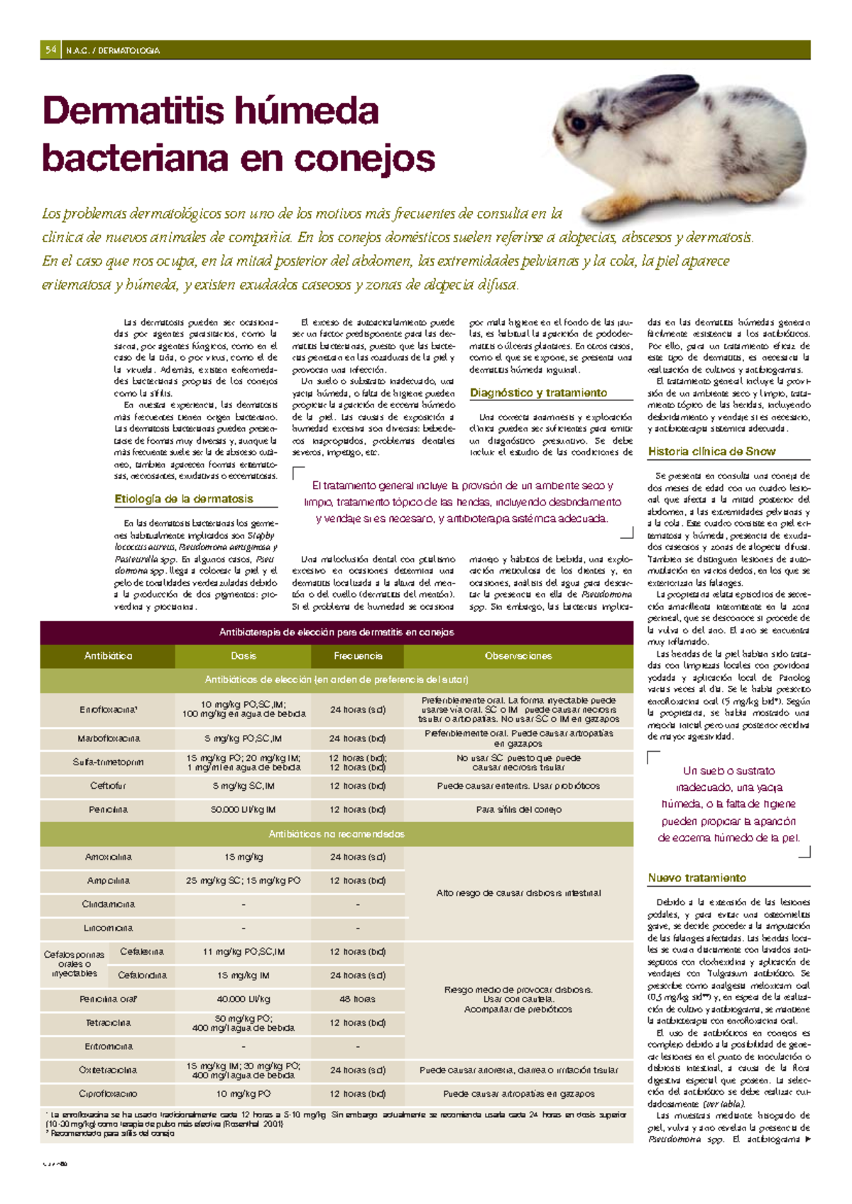 Dermatitis - Antibioterapia de elección para dermatitis en conejos ...