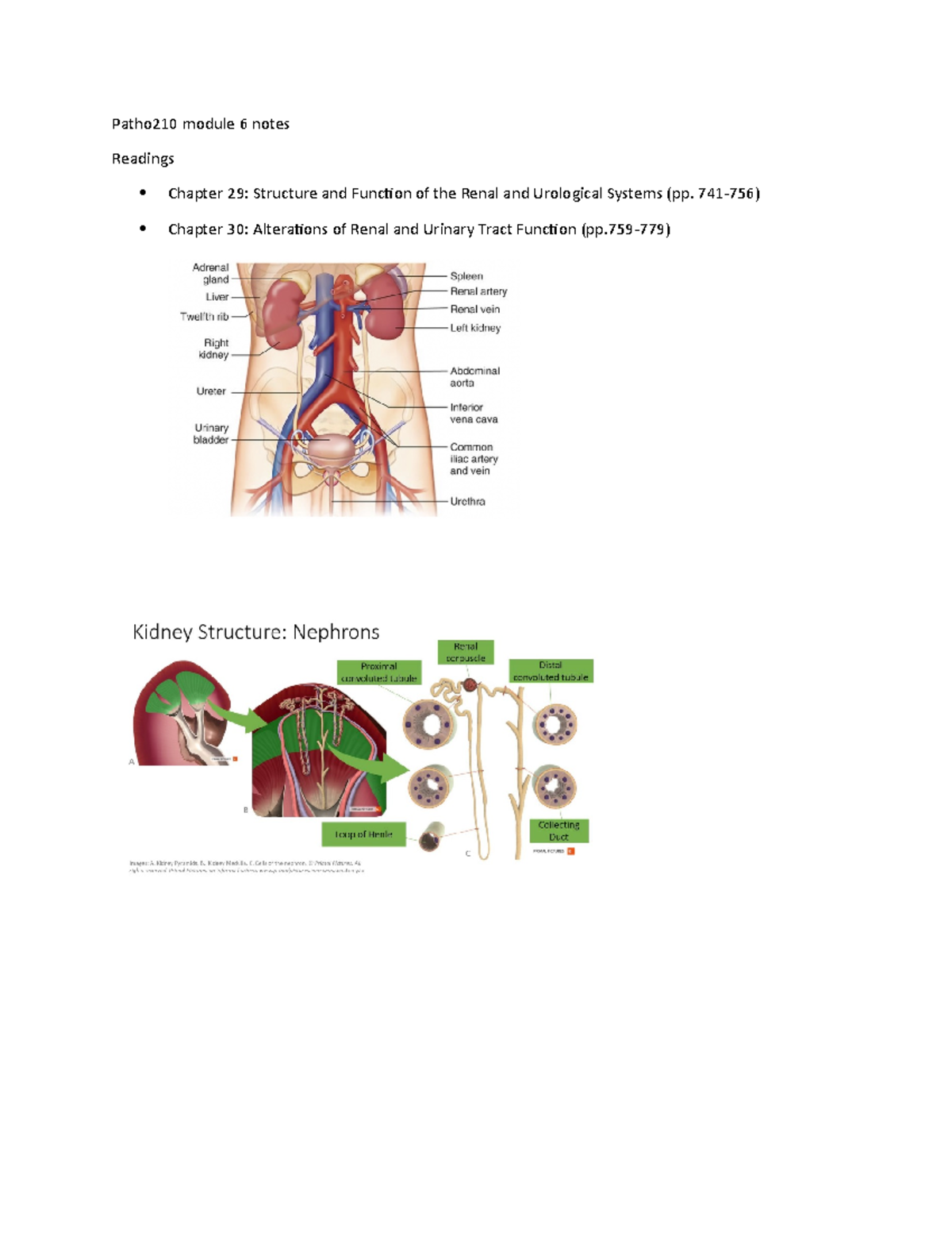Patho 210 module 6 notes - NUR1 210 - McGill - Studocu