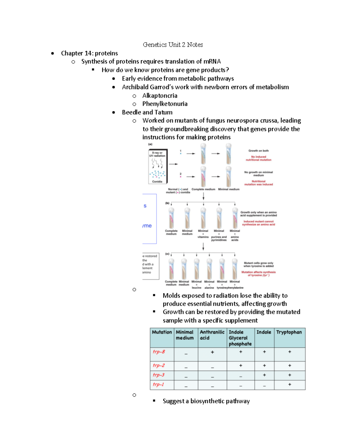 Genetics Unit 2 Notes - Genetics Unit 2 Notes Chapter 14: proteins o ...