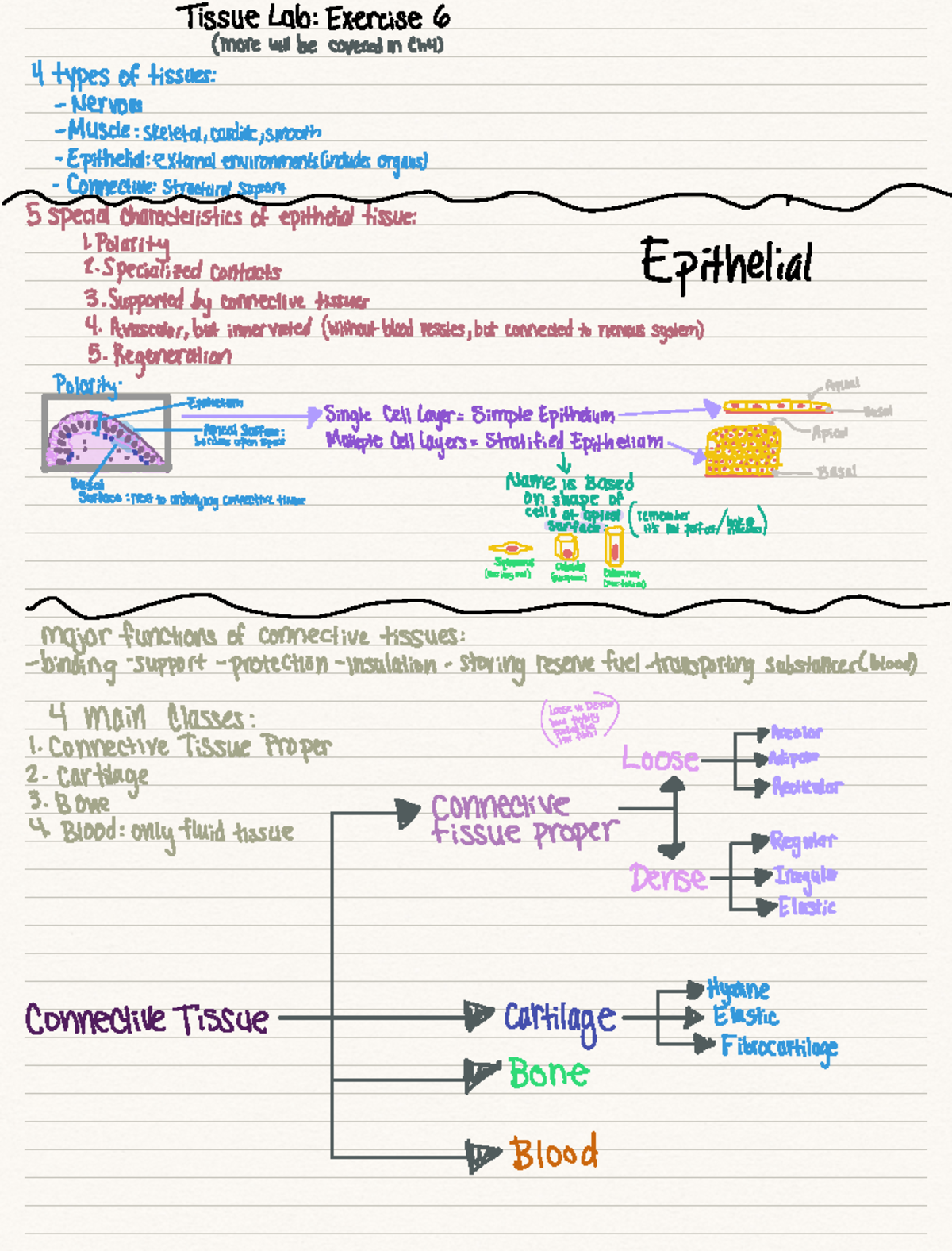 Lab Activity Six - TissueLab Exercise 6 morewillbe coveredinCh 4 typesoftissues Nervous Muscle ...