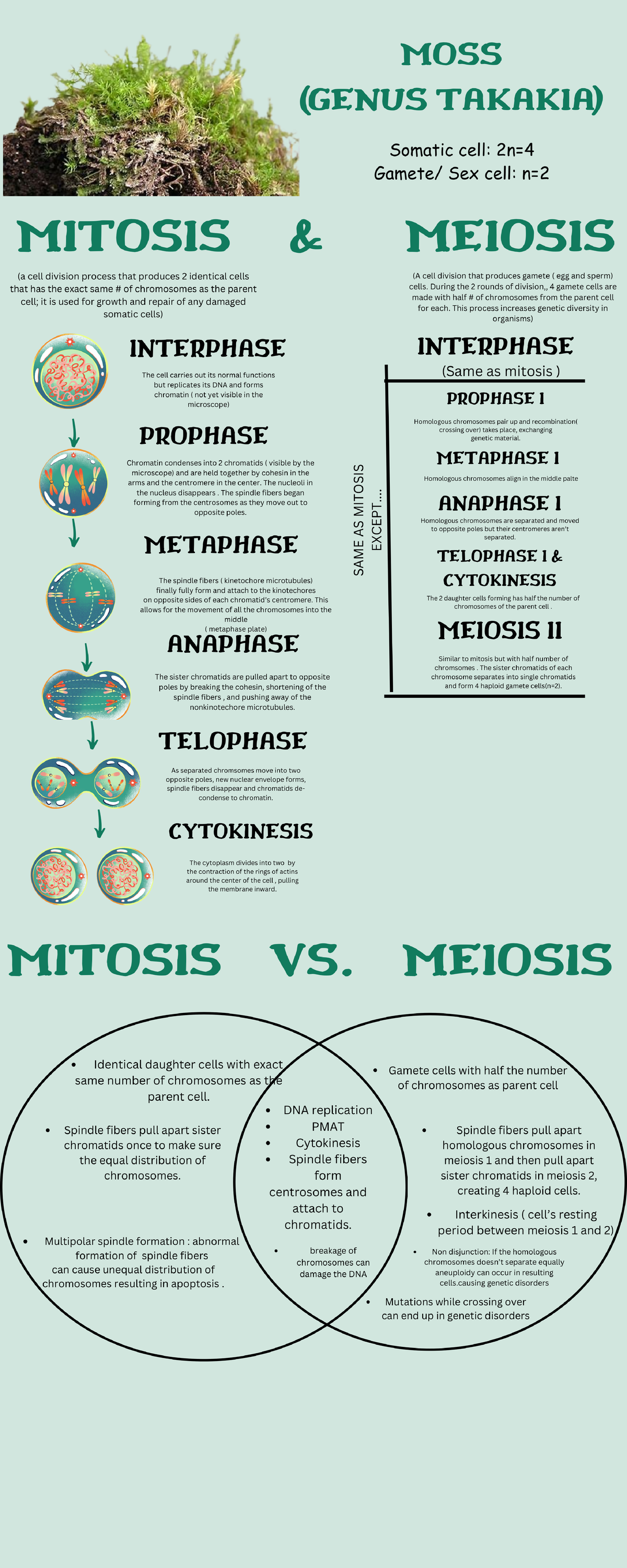 Mitosis Infographic in Green Blue Hand Drawn Style - Studocu