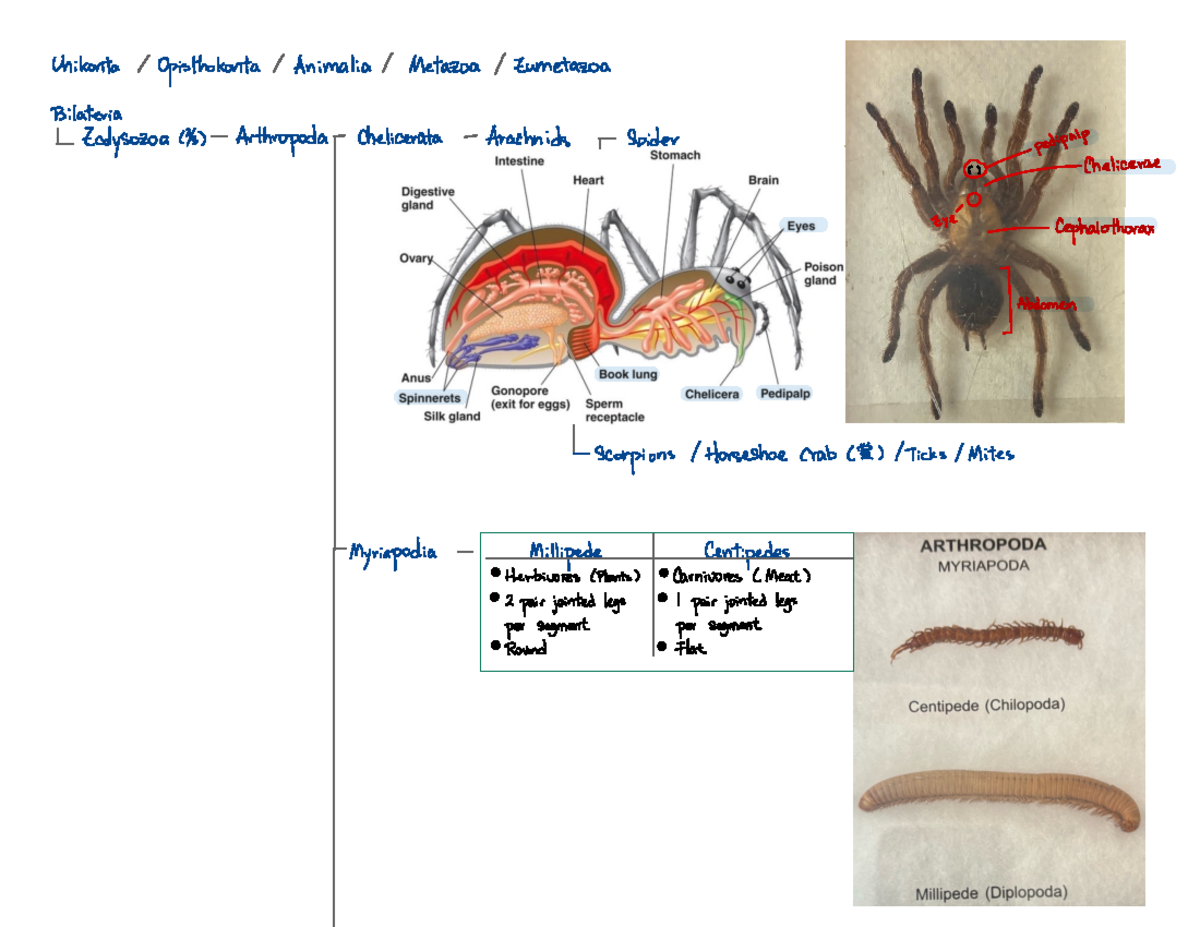 Bio 7 Note 4 - lecture note - Unikonta/Opisthokonta/Animalia/Metazoa ...