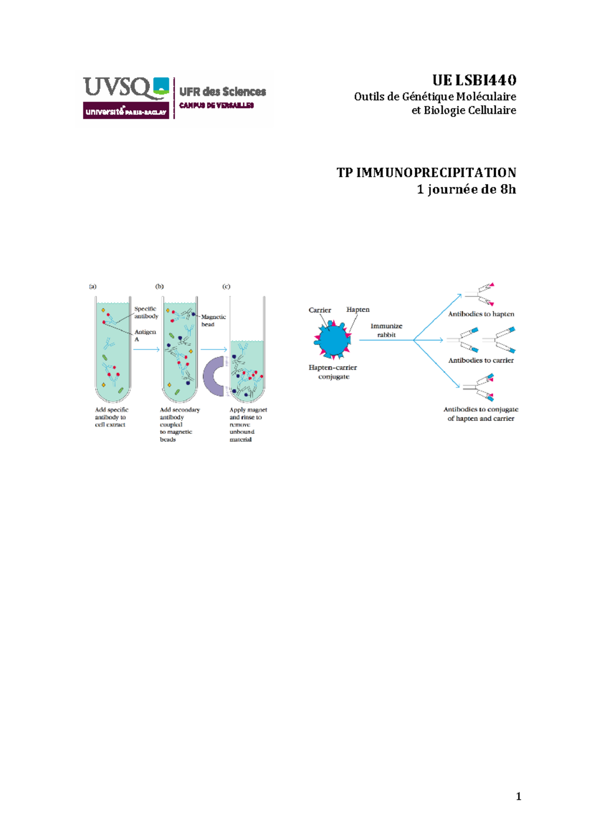 Poly TP IP 2022 23 - TP Bi440 - UE LSBI 440 Outils de Génétique ...