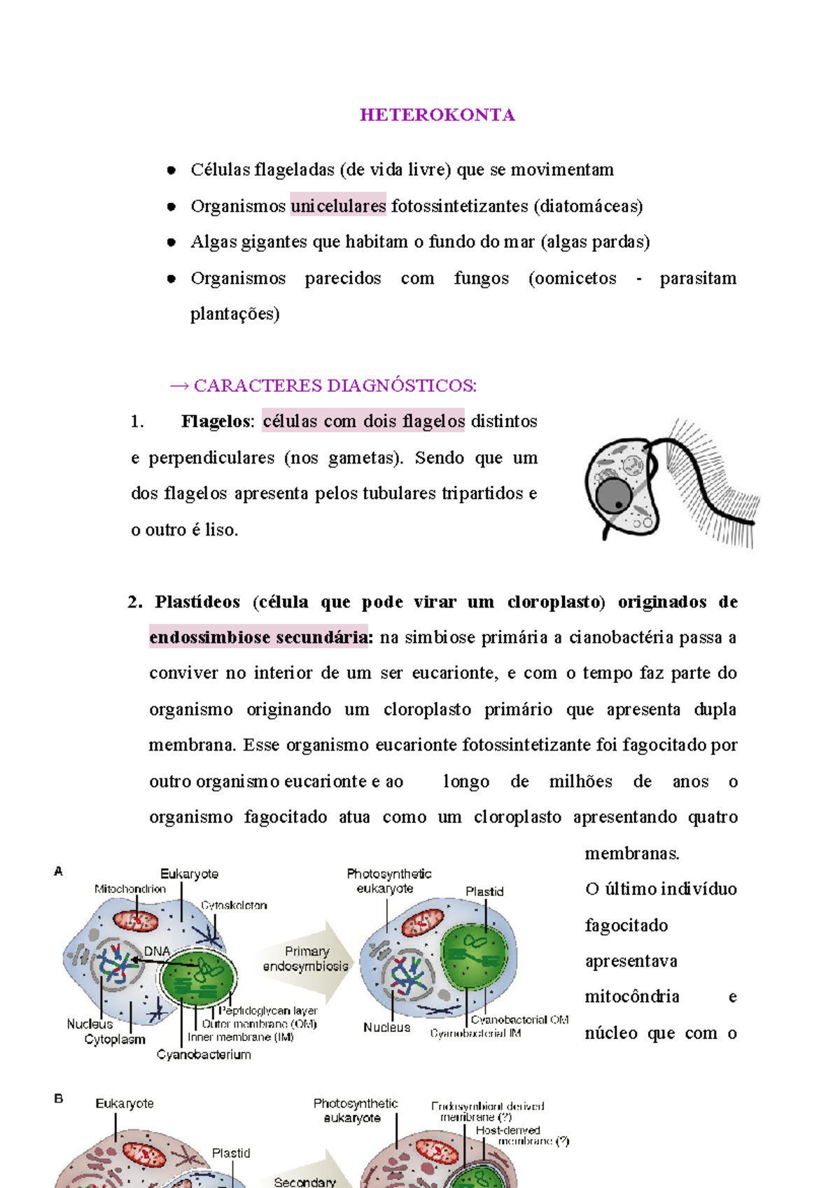 Heterokonta (Stremenopolis) - Algas pardas - HETEROKONTA flageladas (de ...