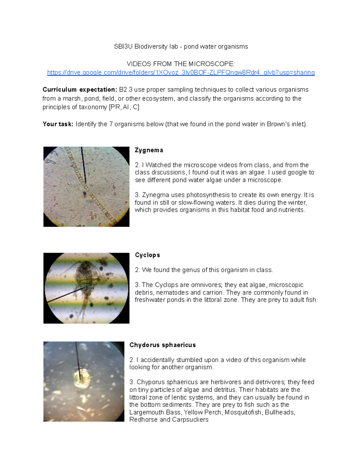 SBI3U Biodiversity lab - pond water organisms - SBI3U Biodiversity lab ...
