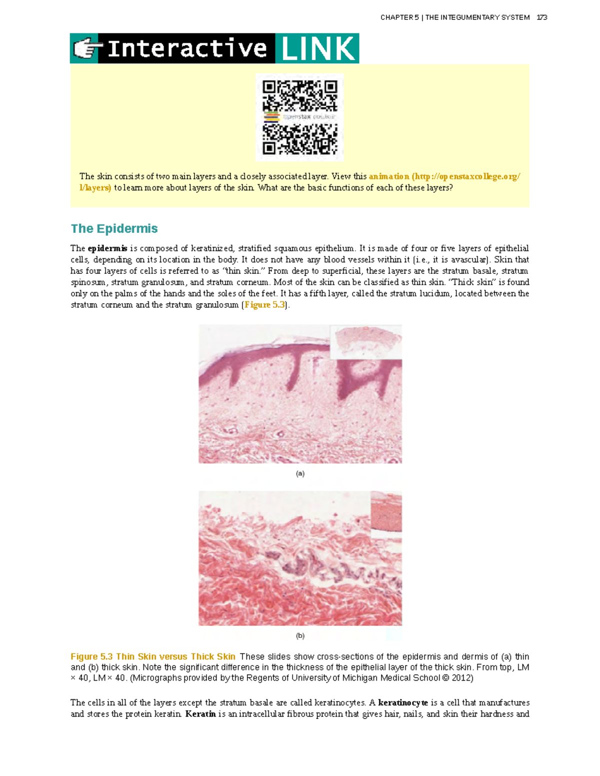 Anatomy-physiology-61 - The skin consists of two main layers and a ...