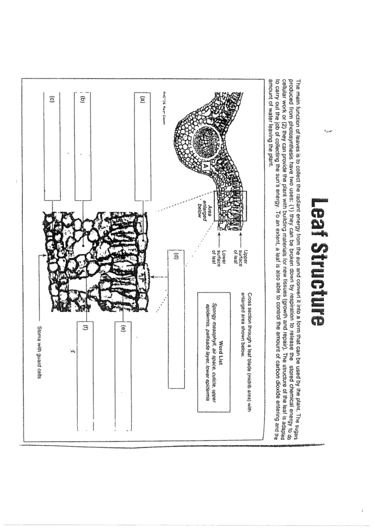 LEAF Structure - general assistance - Studocu