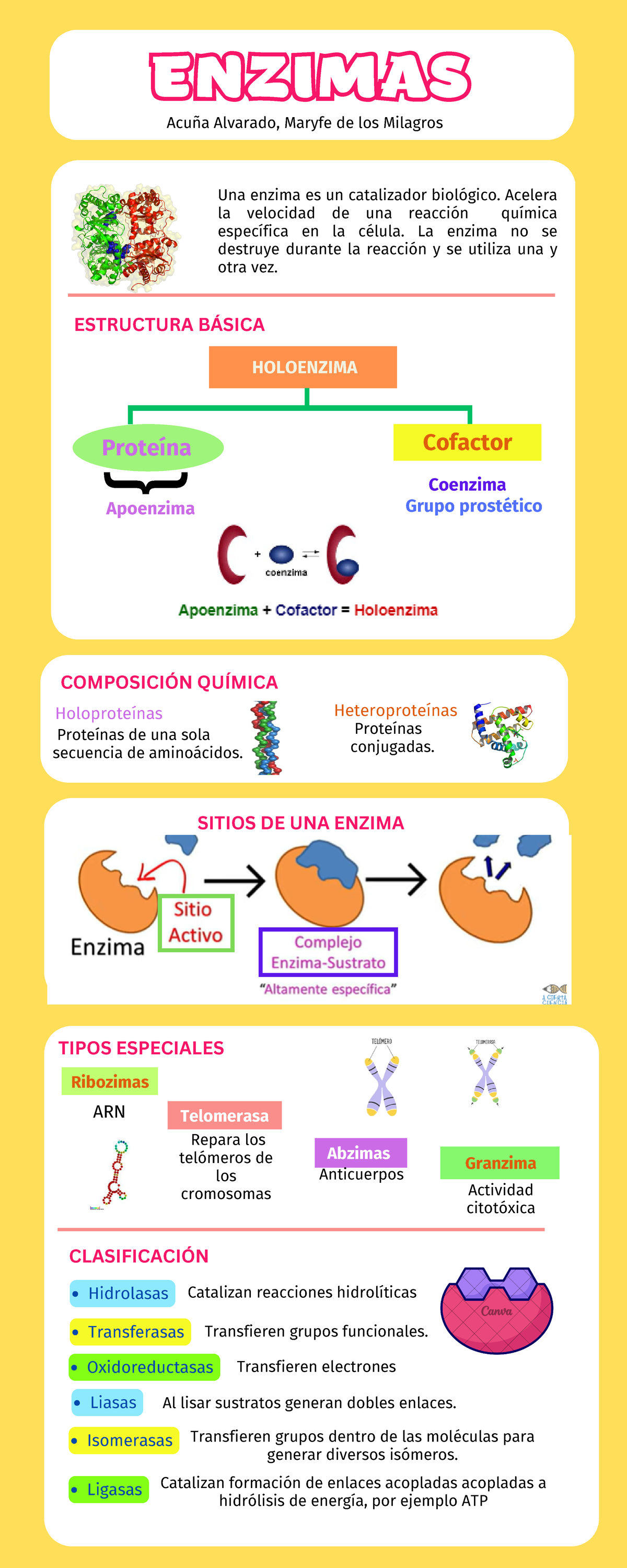 Enzimas - HOLOENZIMA Proteína Cofactor Apoenzima } Coenzima Grupo ...