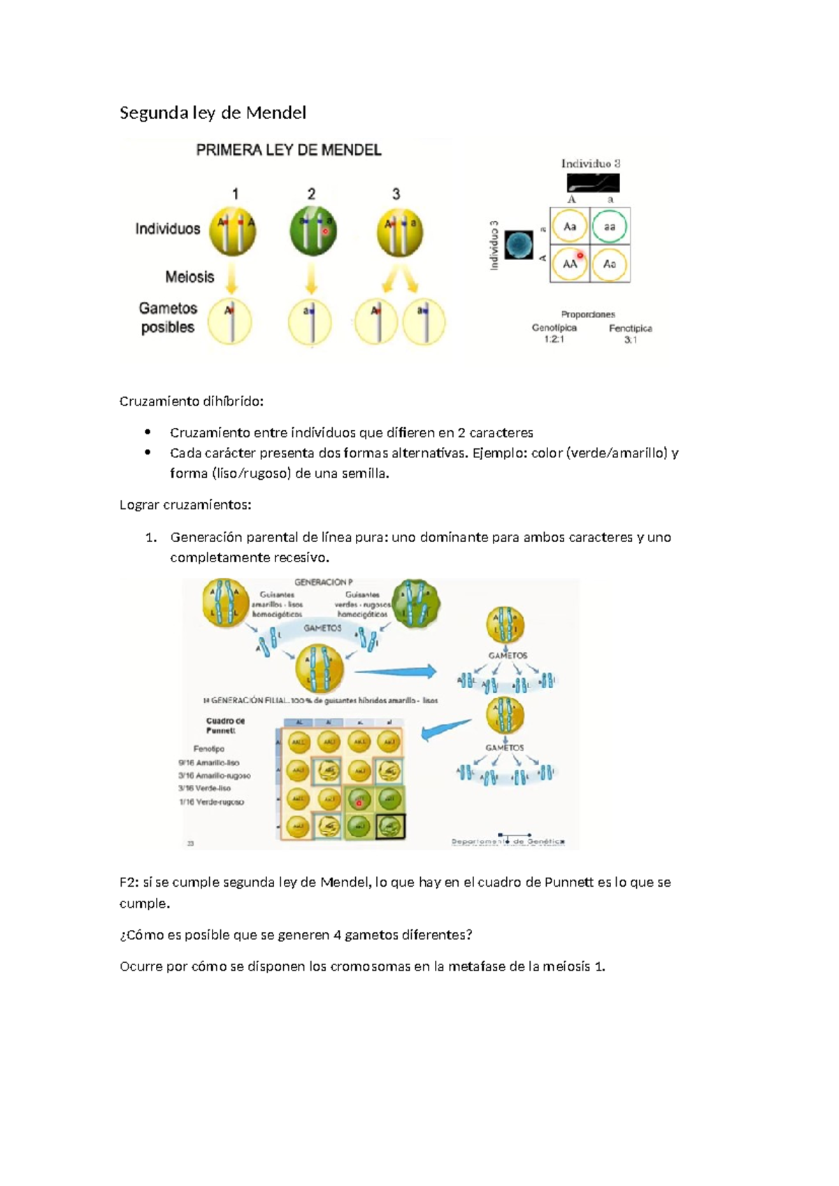 Segunda ley de Mendel - hola - Segunda ley de Mendel Cruzamiento ...