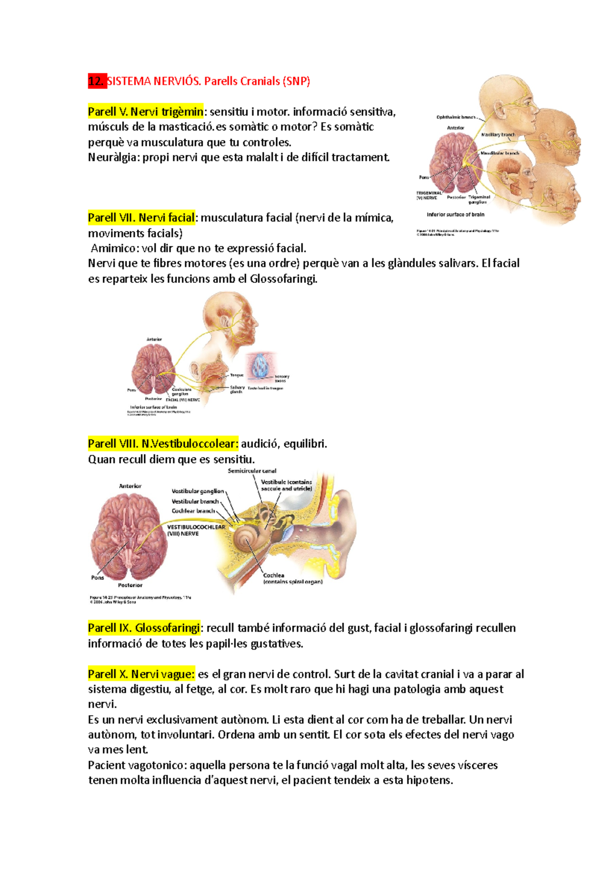 Apuntes tema 111 bernat anatomofisiologia - SISTEMA NERVIÓS. Parells ...