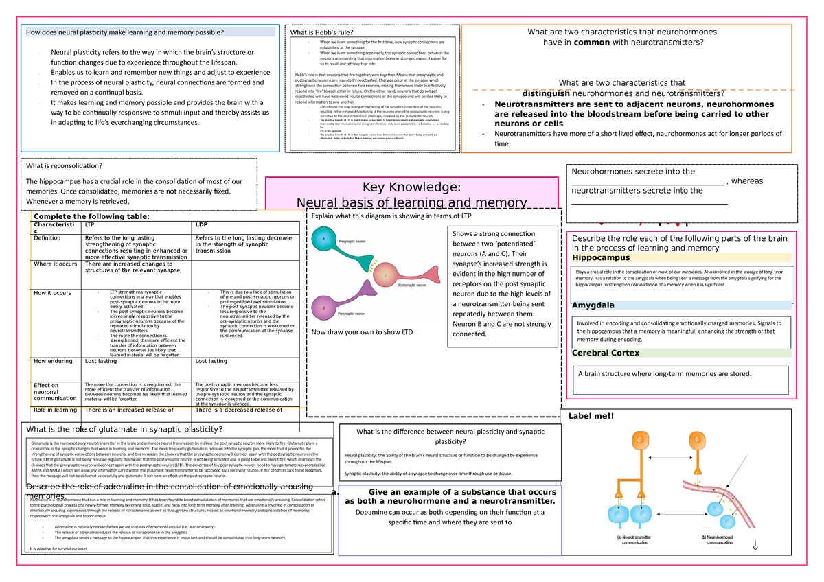 Unit 3 - Key knowledge 3 - Neural basis of learning and memory - A ...