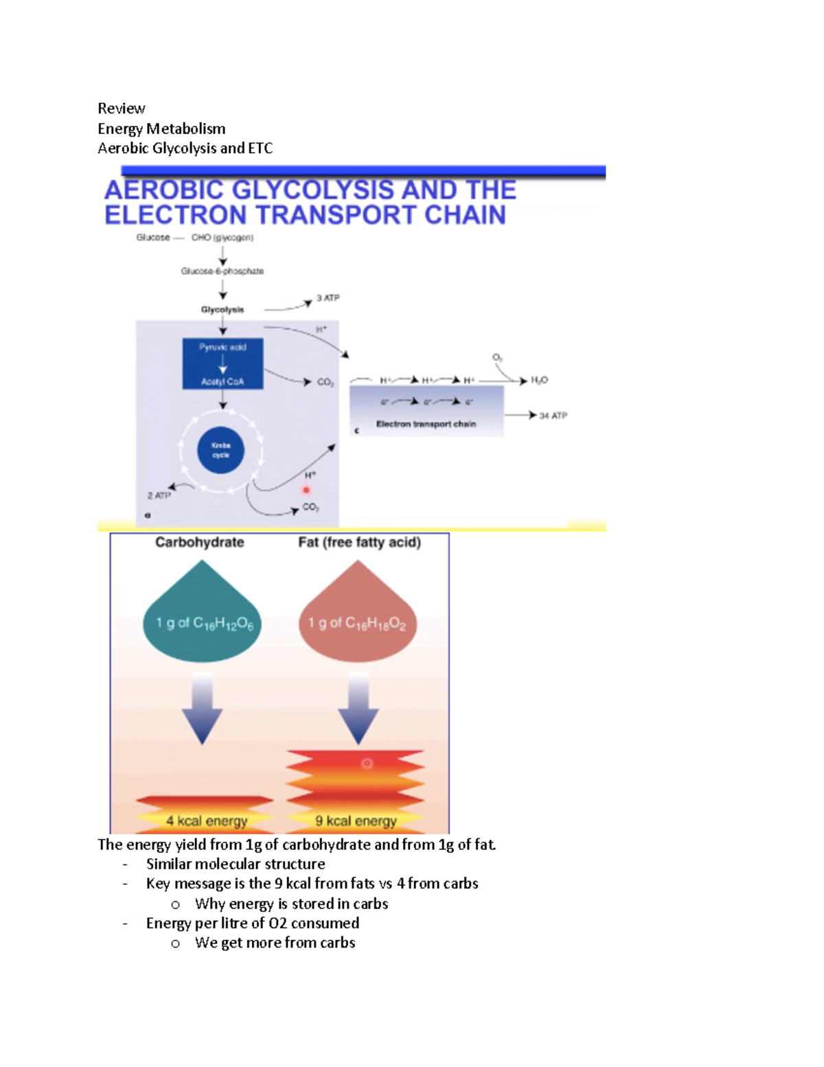 Ex phys review condensed - Review Energy Metabolism Aerobic Glycolysis ...