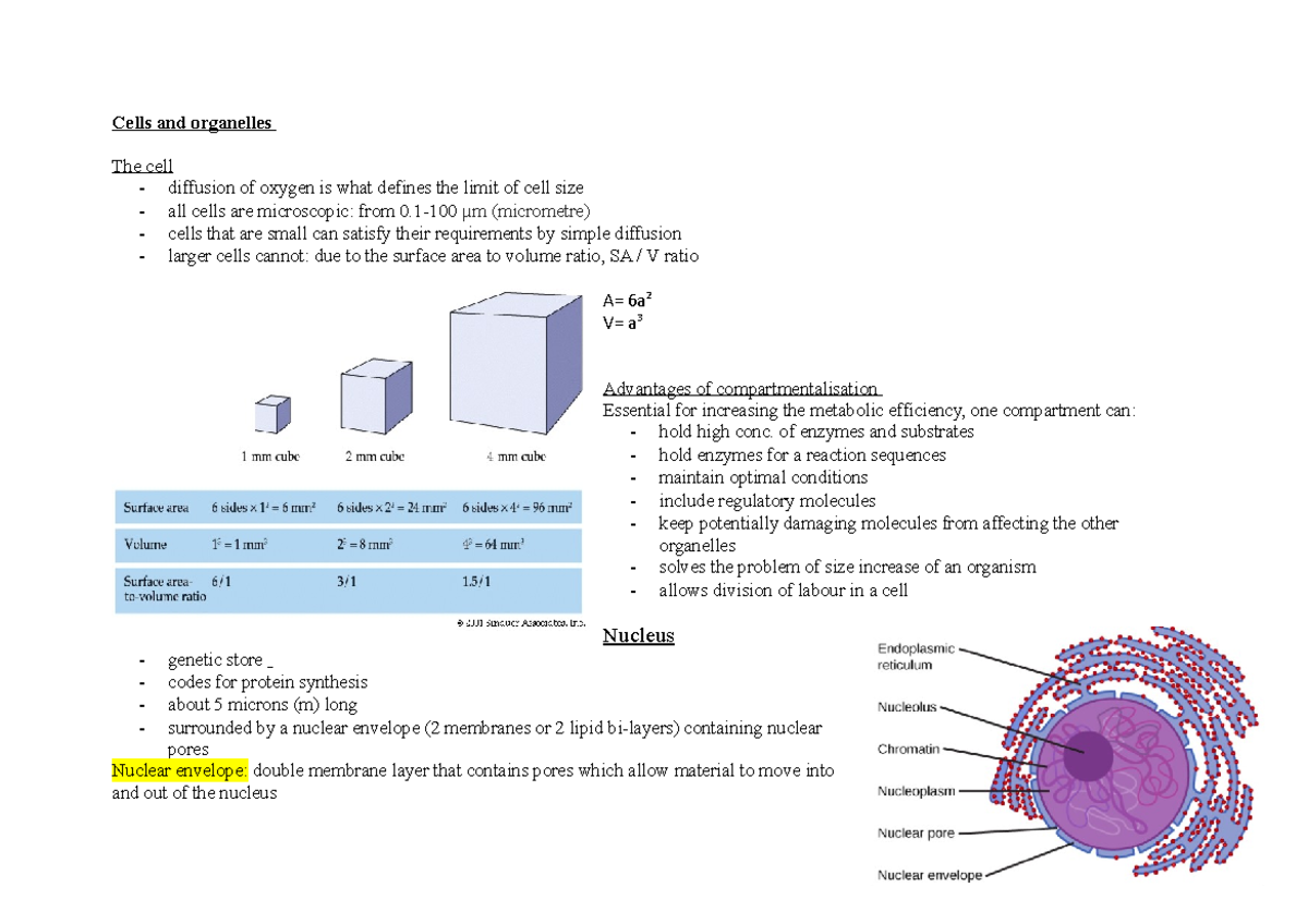 2. Cells and organelles - Cells and organelles The cell - diffusion of ...