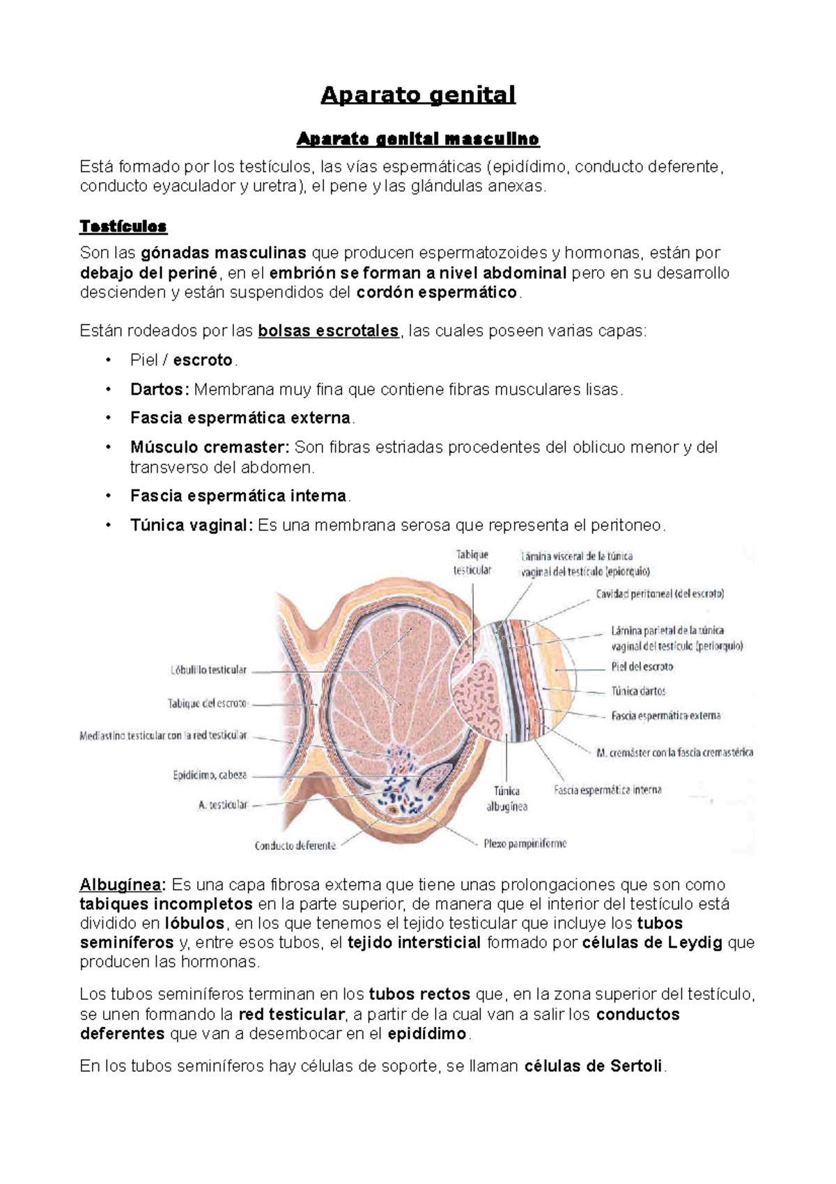 Aparato genital masculino - Testículos Son las gónadas masculinas que ...