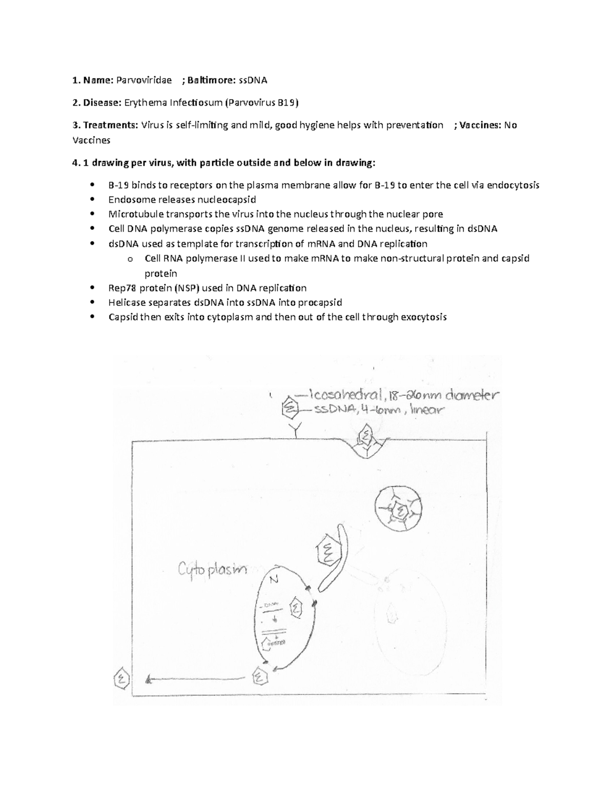Viruses Final Assignment - Name: Parvoviridae ; Baltimore: ssDNA ...