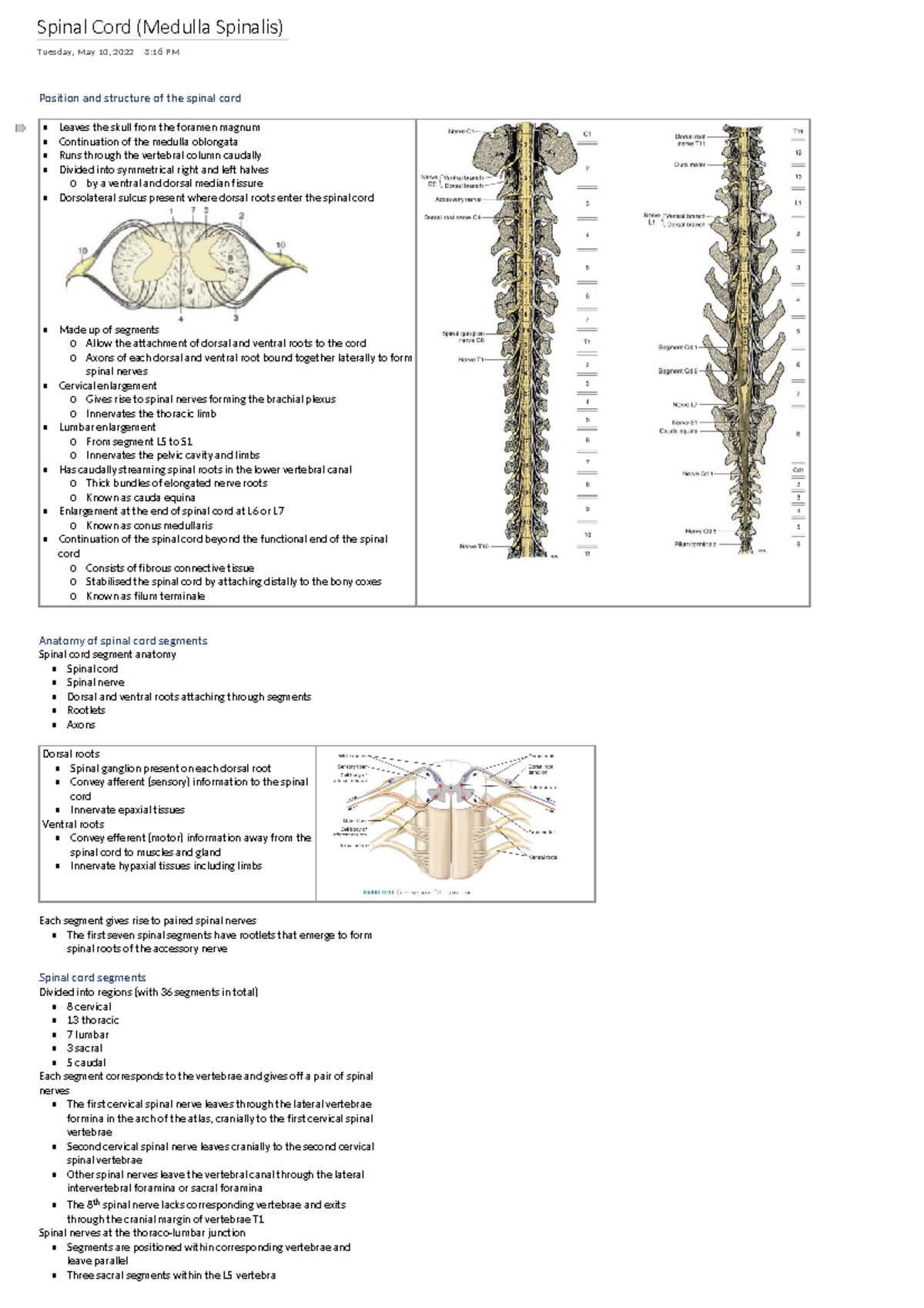 Spinal Cord (Medulla Spinalis) - Spinal Cord (Medulla Spinalis) Tuesday ...