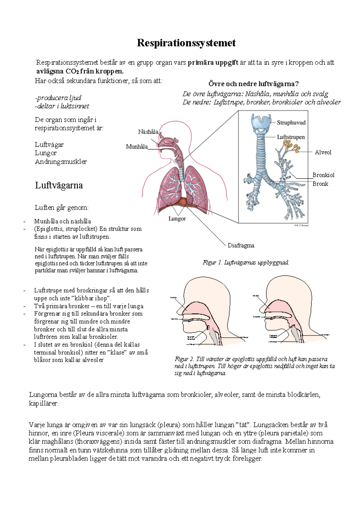 1. genomgång Respirationssystemet - Respirationssystemet består av en ...