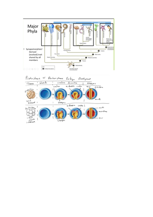 228 Marine Invertebrates - 29/ 3 Domains Bacteria – prokaryotes, single ...