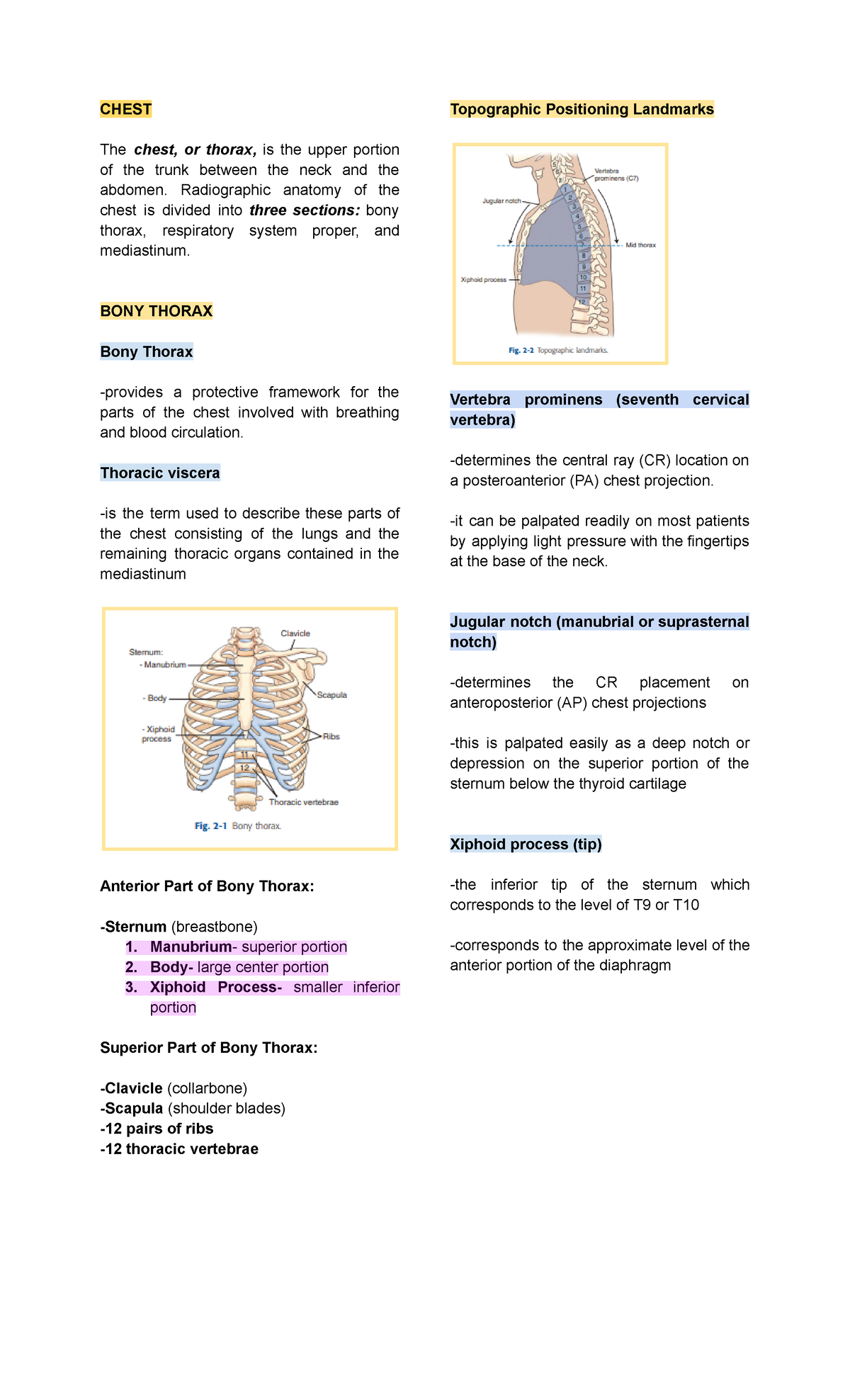 Group-3-RAD-POSI- Reporting- Outline copy - CHEST The chest, or thorax, is the upper portion of ...