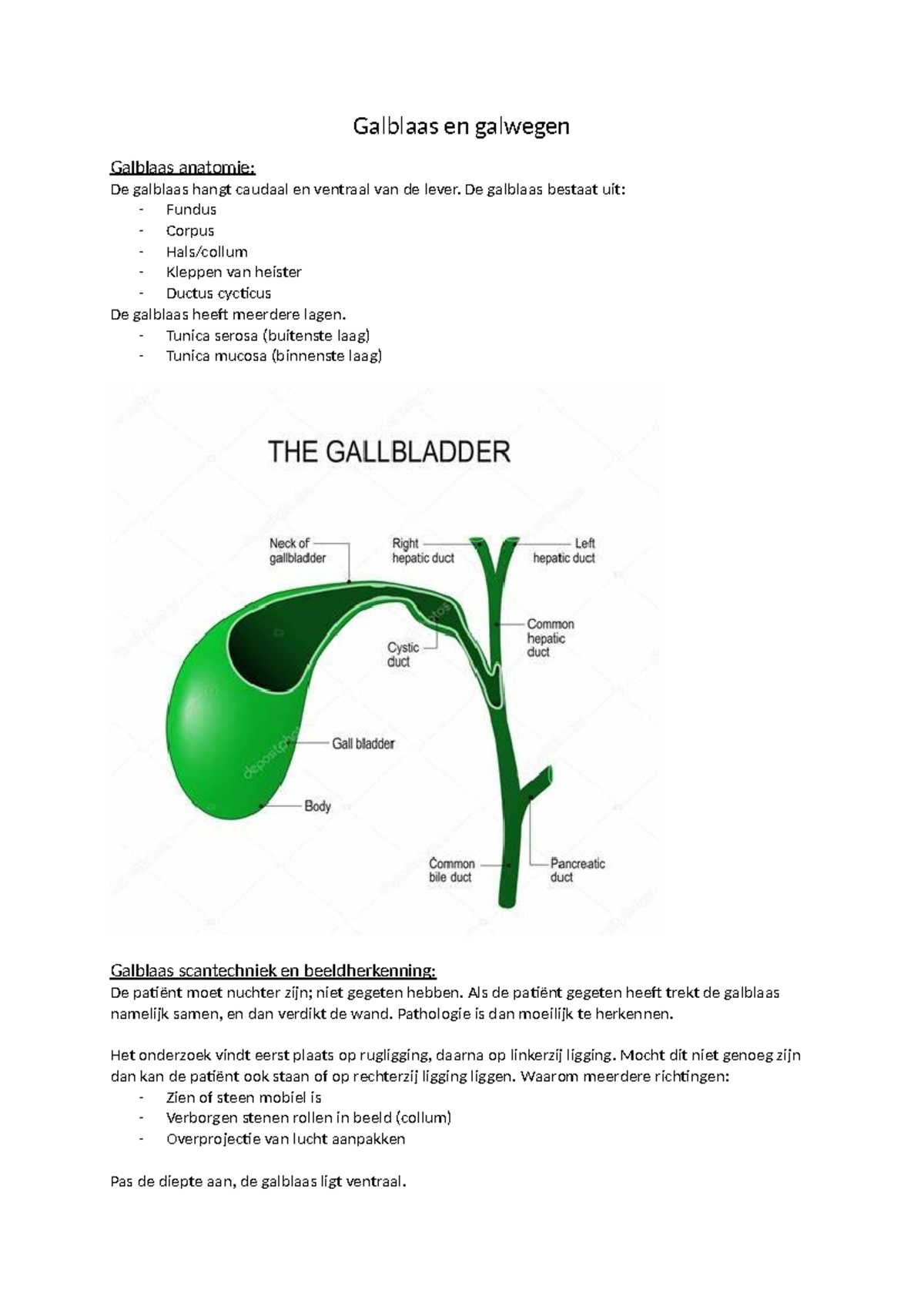 Galblaas en galwegen - Samenvatting Echografie - Galblaas en galwegen ...