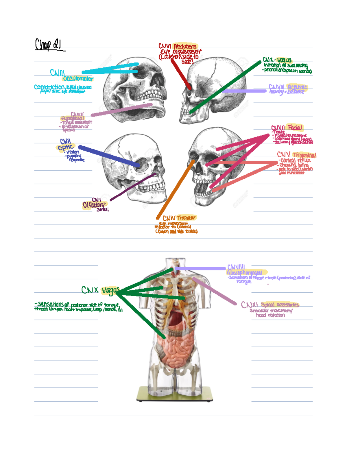 Neuro - Chap eyemovement Laterallsideto side initiation ...