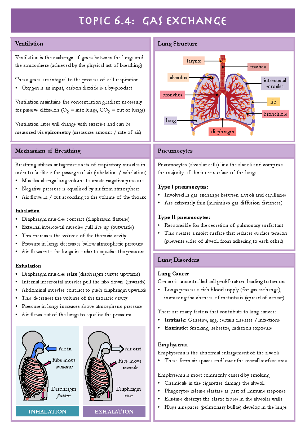6.4 Gas Exchange - Gas - Topic 6: GAS ExCHAnGE Ventilation Ventilation ...