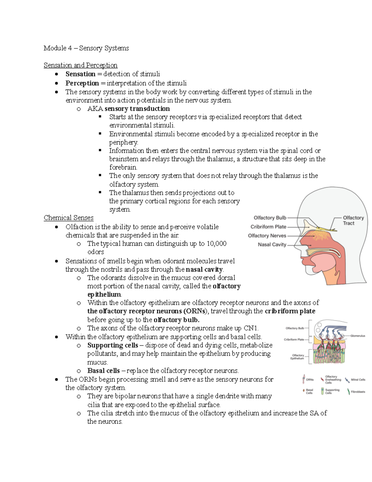 Module 4 Notes - Module 4 – Sensory Systems Sensation and Perception ...