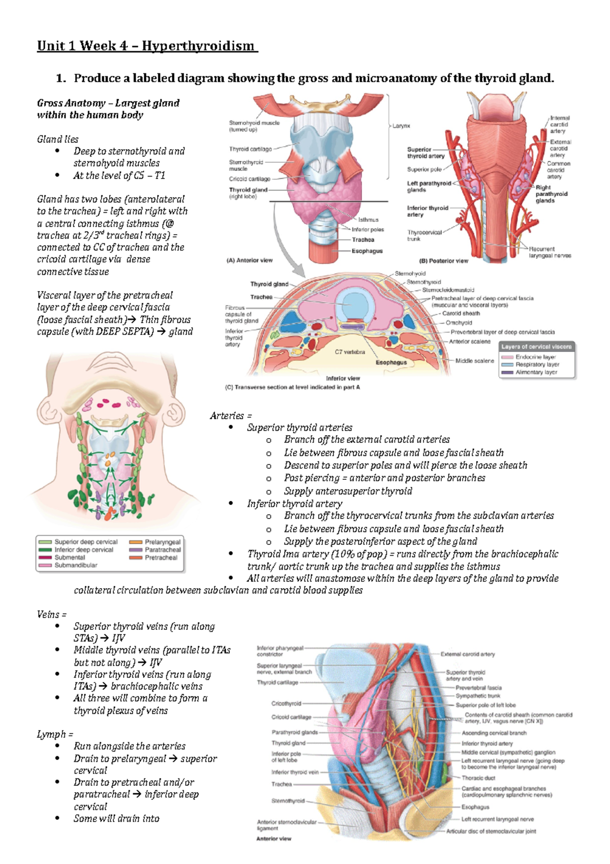 Hyperthyroidism - Produce a labeled diagram showing the gross and ...