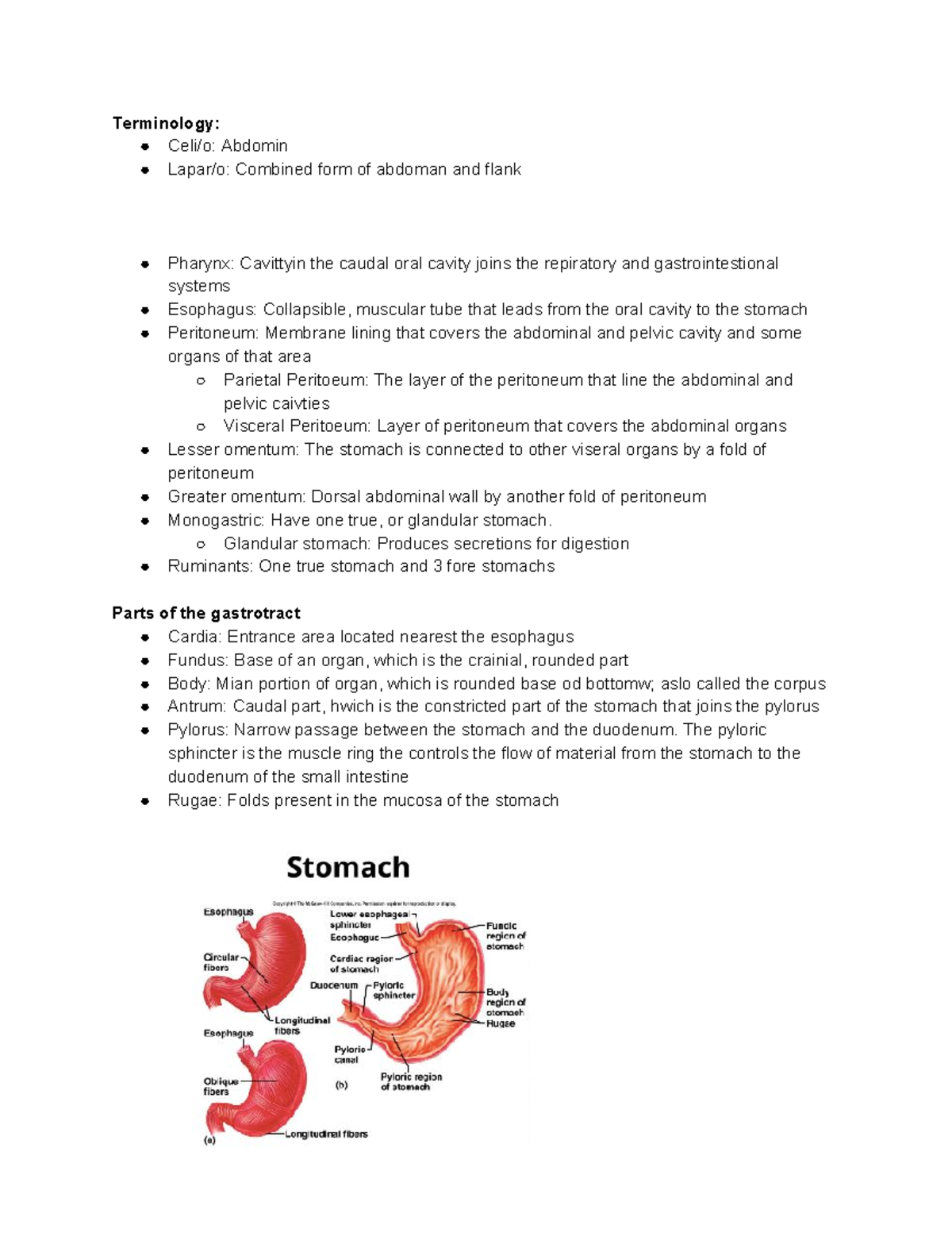 Digestive system - Terminology: Celi/o: Abdomin Lapar/o: Combined form ...