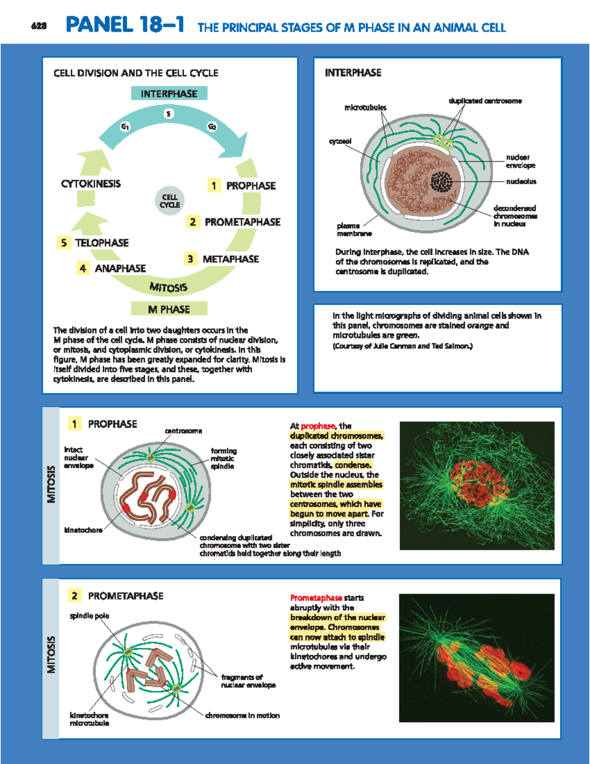 Mitosis - Lecture notes 7 - Biol 130 - Studocu