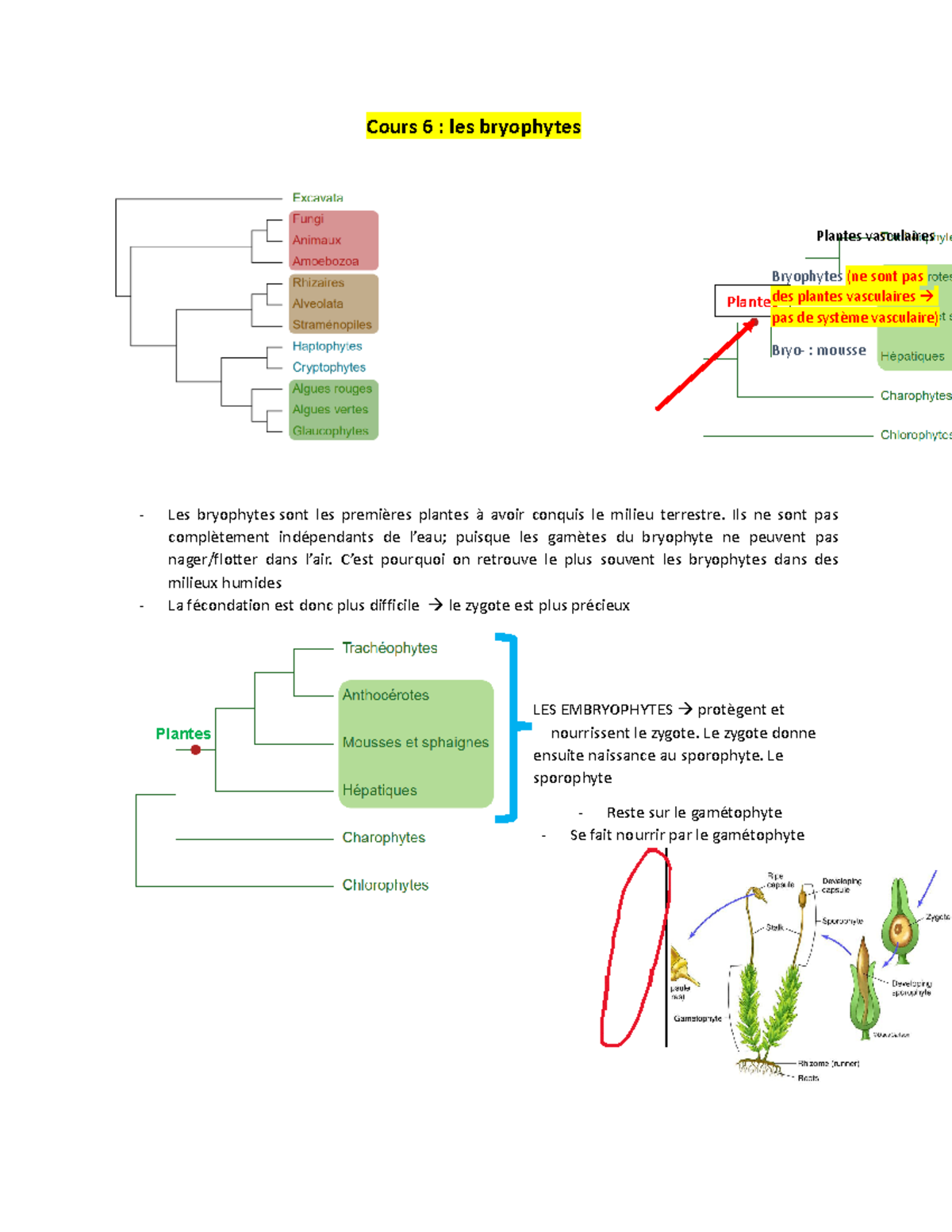 Cours 6 - Cours 6 : les bryophytes - Les bryophytes sont les premières ...