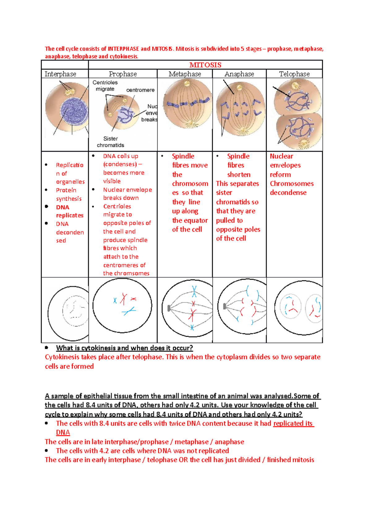 Cell cycle studocu - indepth notes - The cell cycle consists of ...