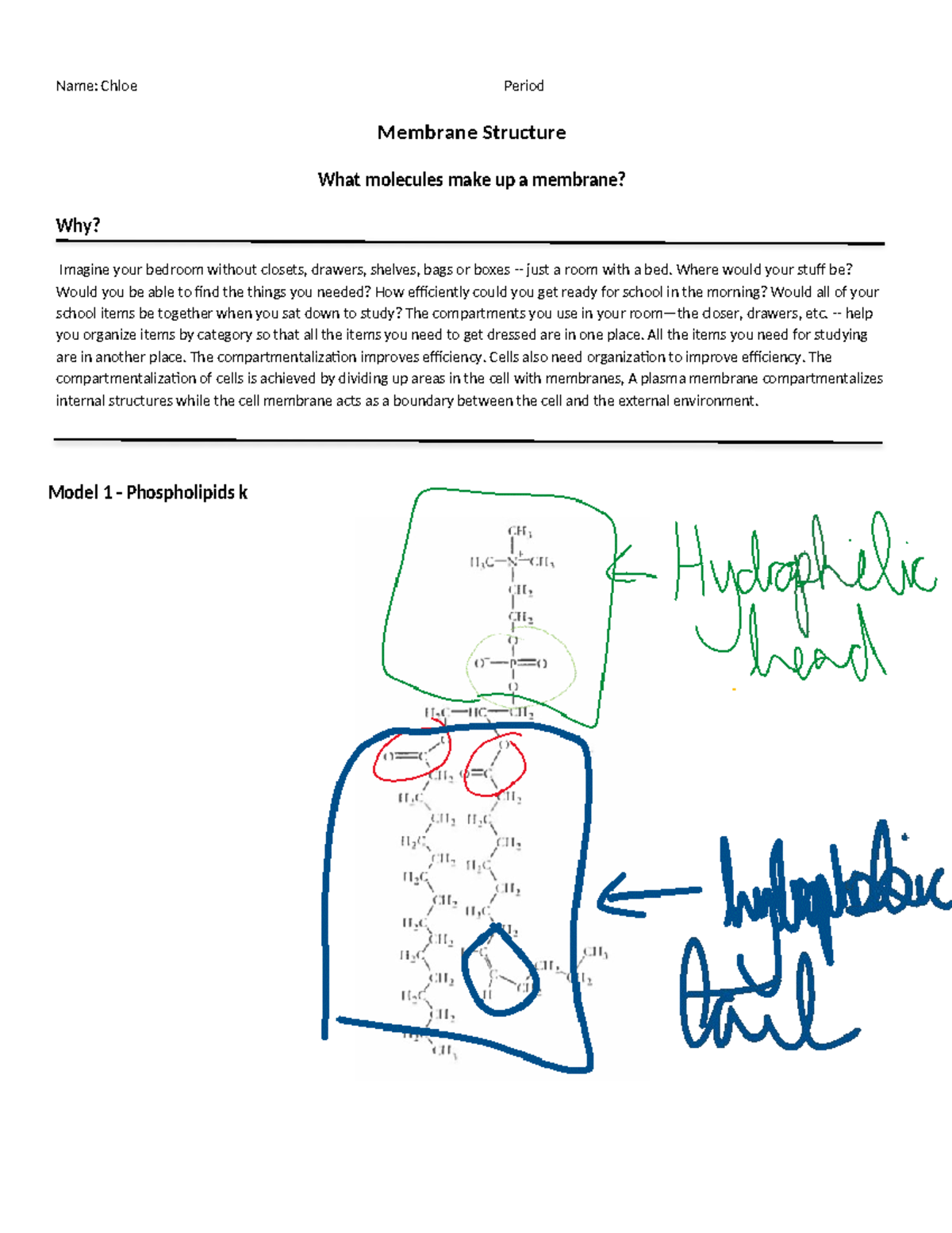 Pogil Membrane Structure OLA - Name: Chloe Period Membrane Structure ...
