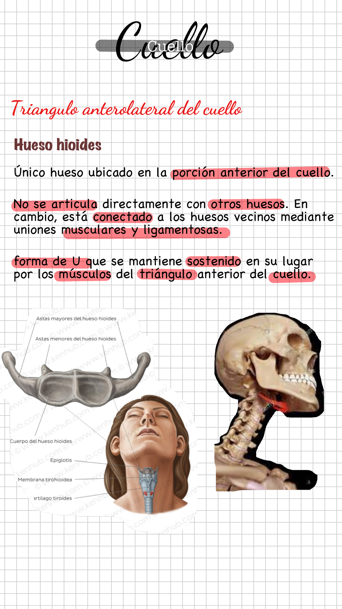 Hueso Hioides: Ubicación, Funciones, Anatomía Y Estructura Diagrama – REMIG