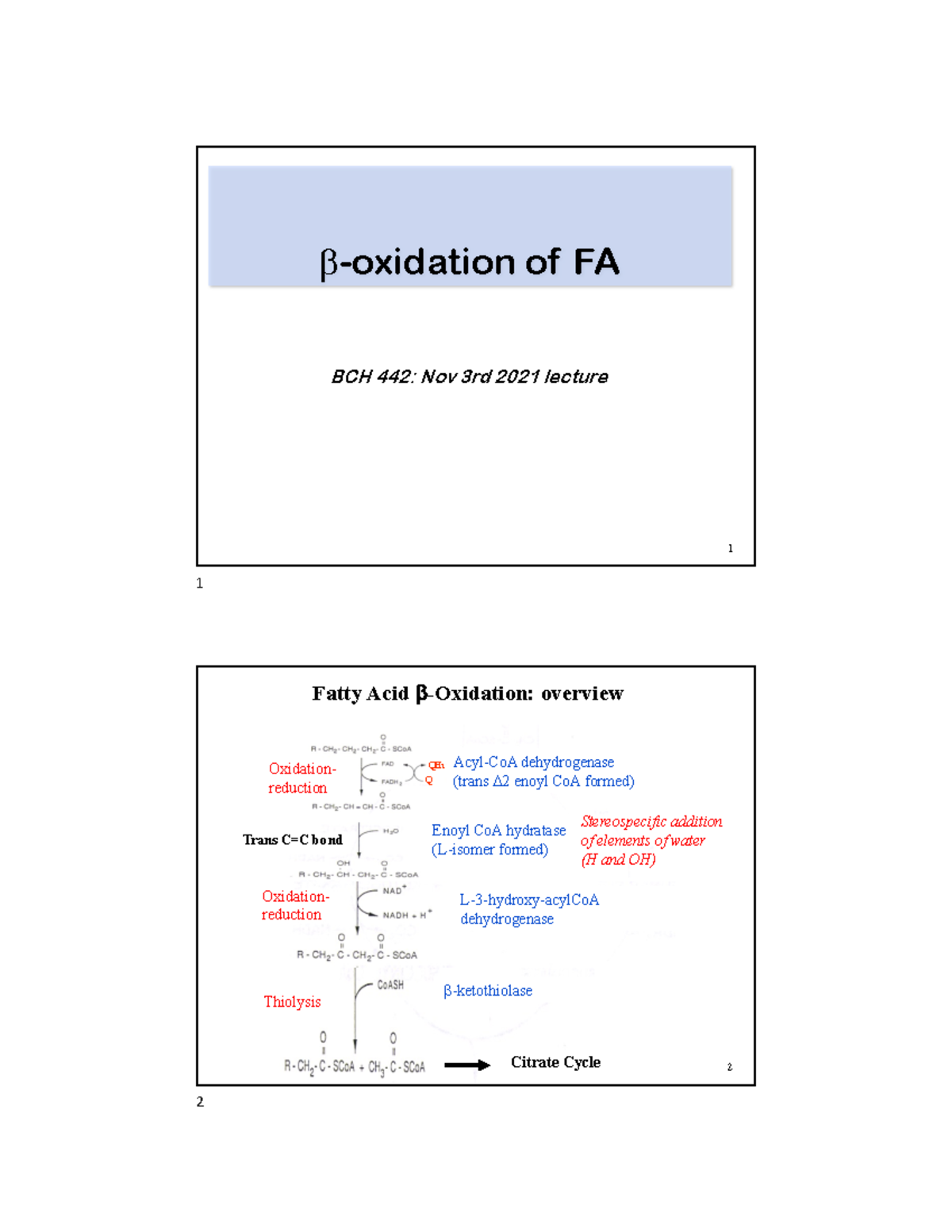 BCH442 beta oxidation 11 03 2021 - of FA BCH 442: Nov 3rd 2021 lecture ...
