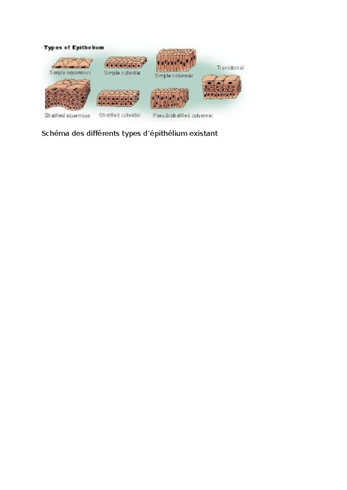 Schéma épithélium - Biologie Animale - Schéma des différents types d ...