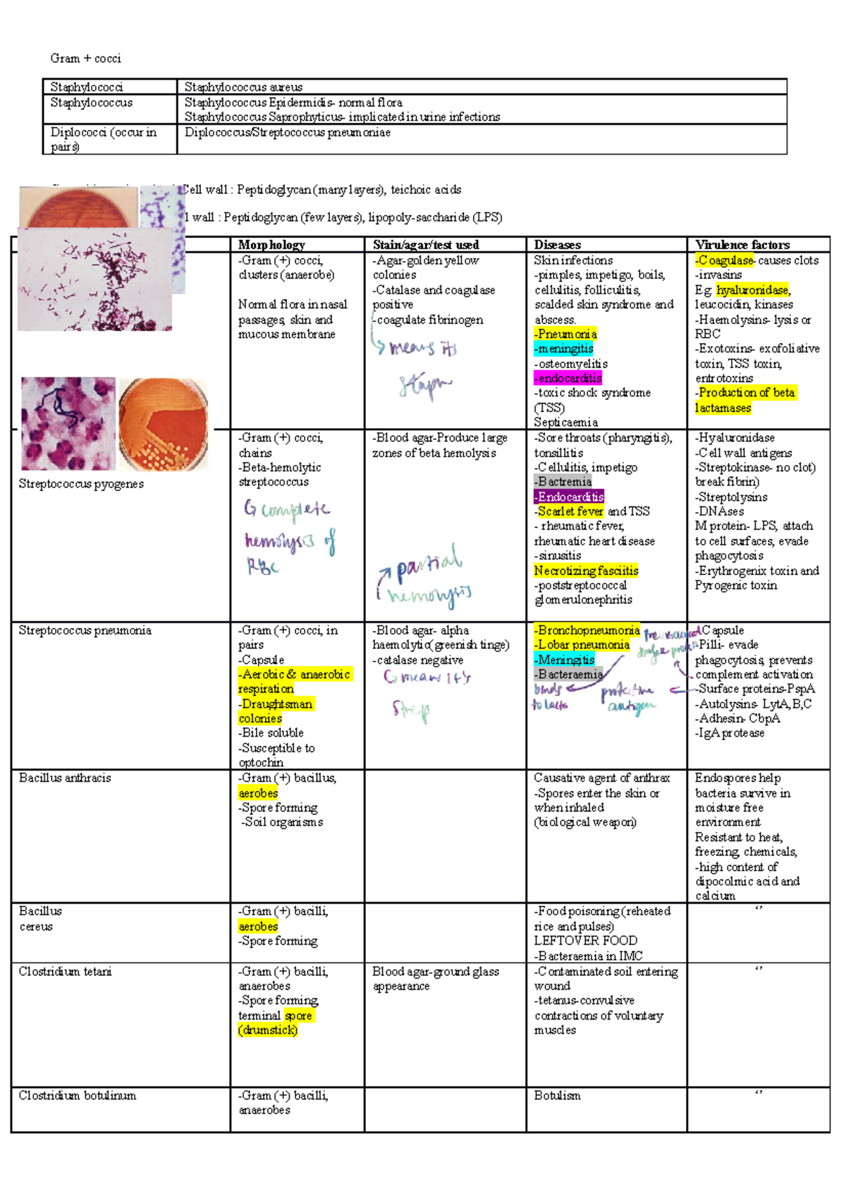 Medically important bacteria - Gram + cocci Staphylococci ...