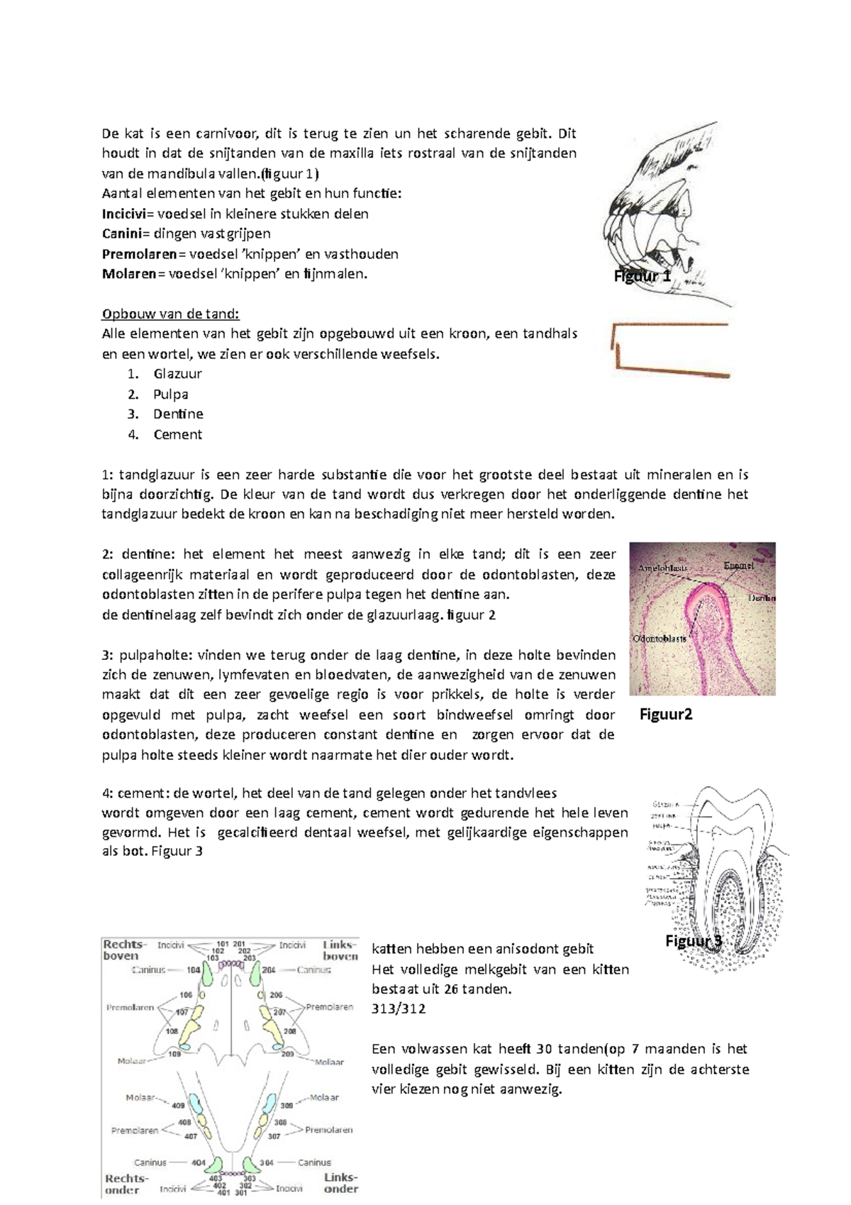 Anatomie van de tand2 - De kat is een carnivoor, dit is terug te zien ...
