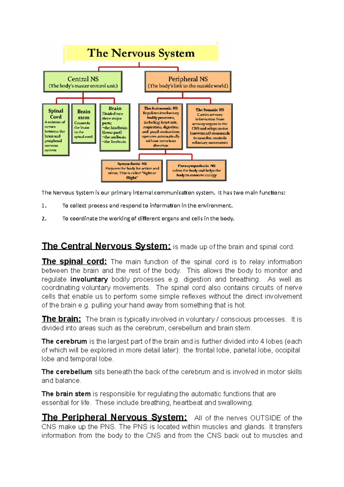 NS divisions and functions - The Nervous System is our primary internal ...