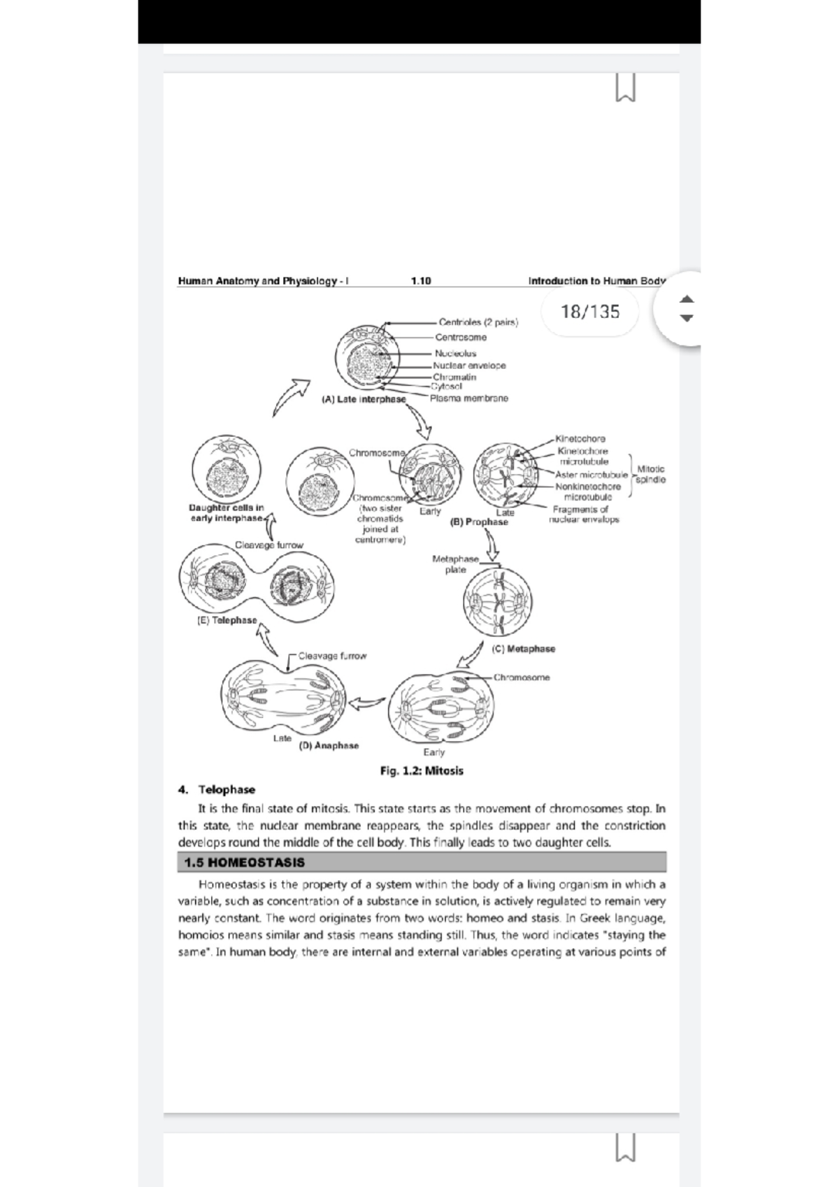 human antomy and physiology - Human Physiology-I - Studocu