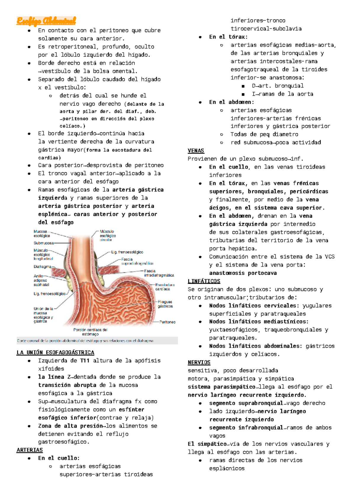 Resumen-Esofágo abdominal y estómago - Esofág Abdomina En contacto con ...